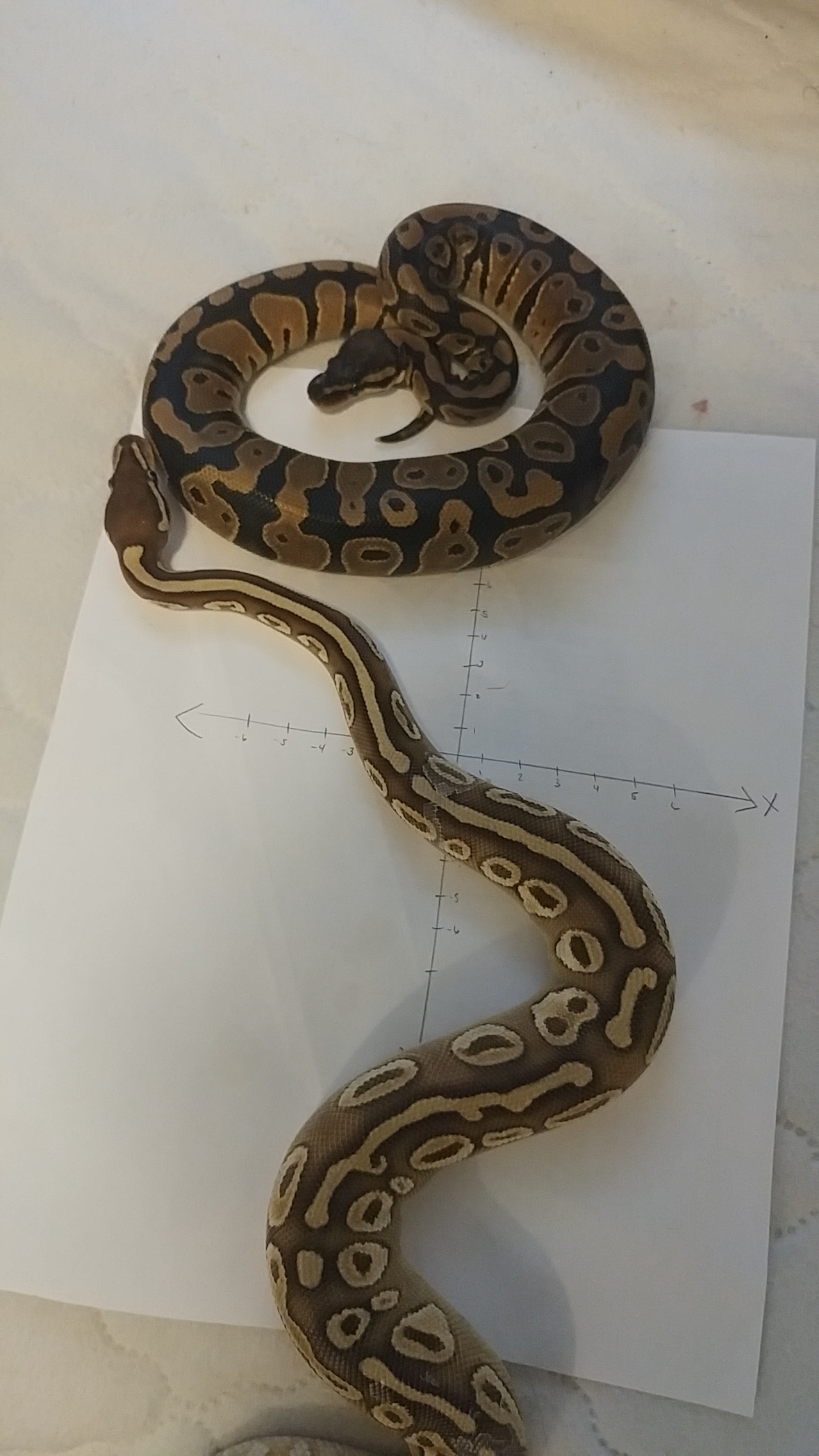 Sneks on a plane | Scrolller