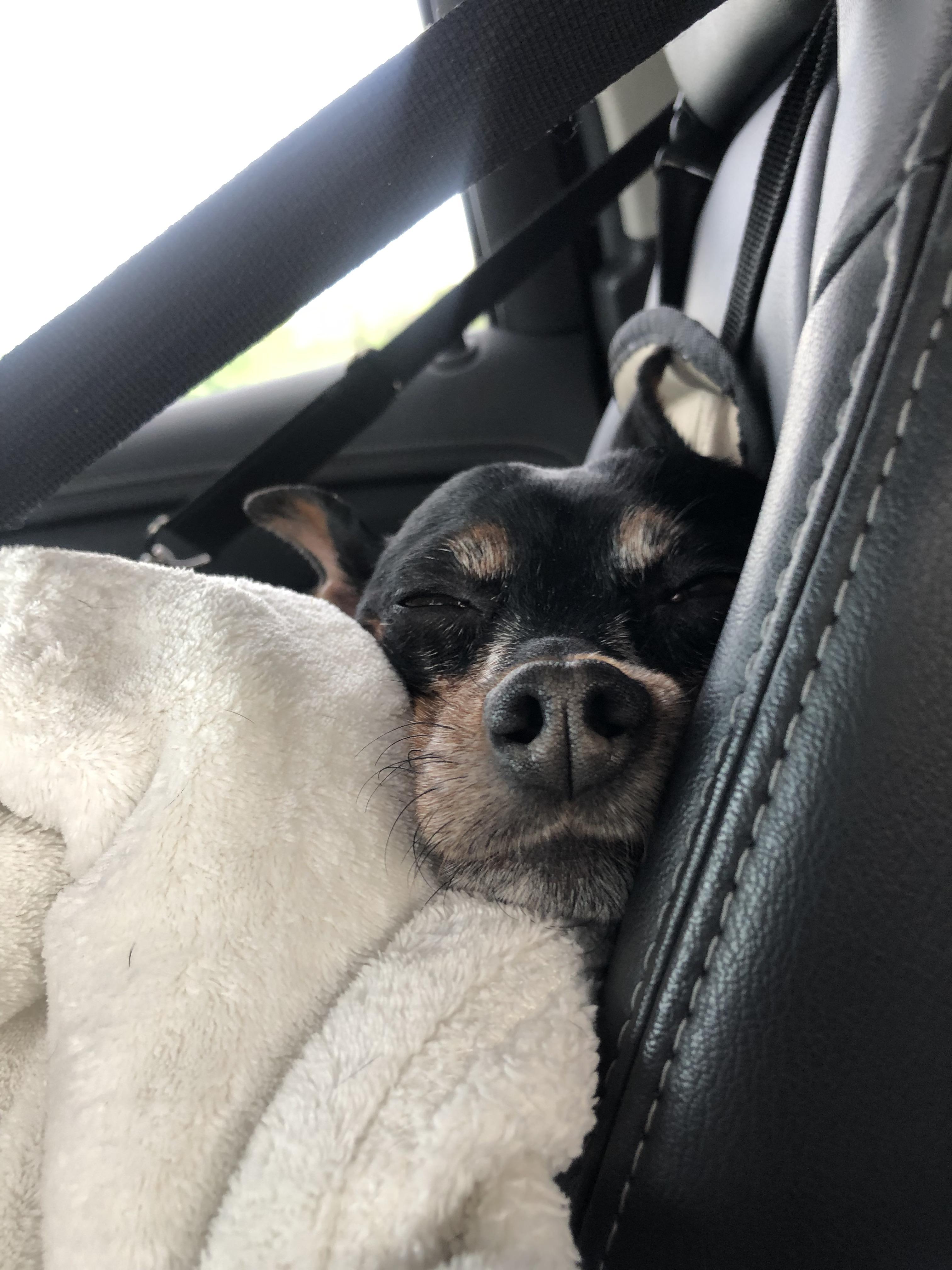 snoozing in his car seat | Scrolller