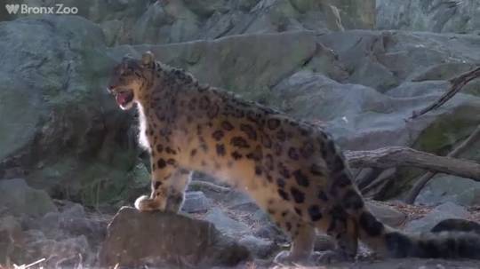 Snow leopard cub playing with mom | Scrolller
