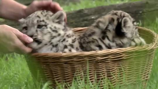 Snow leopards cubs exploring | Scrolller