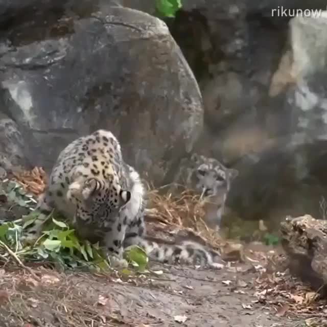Snow leopards scaring each other | Scrolller