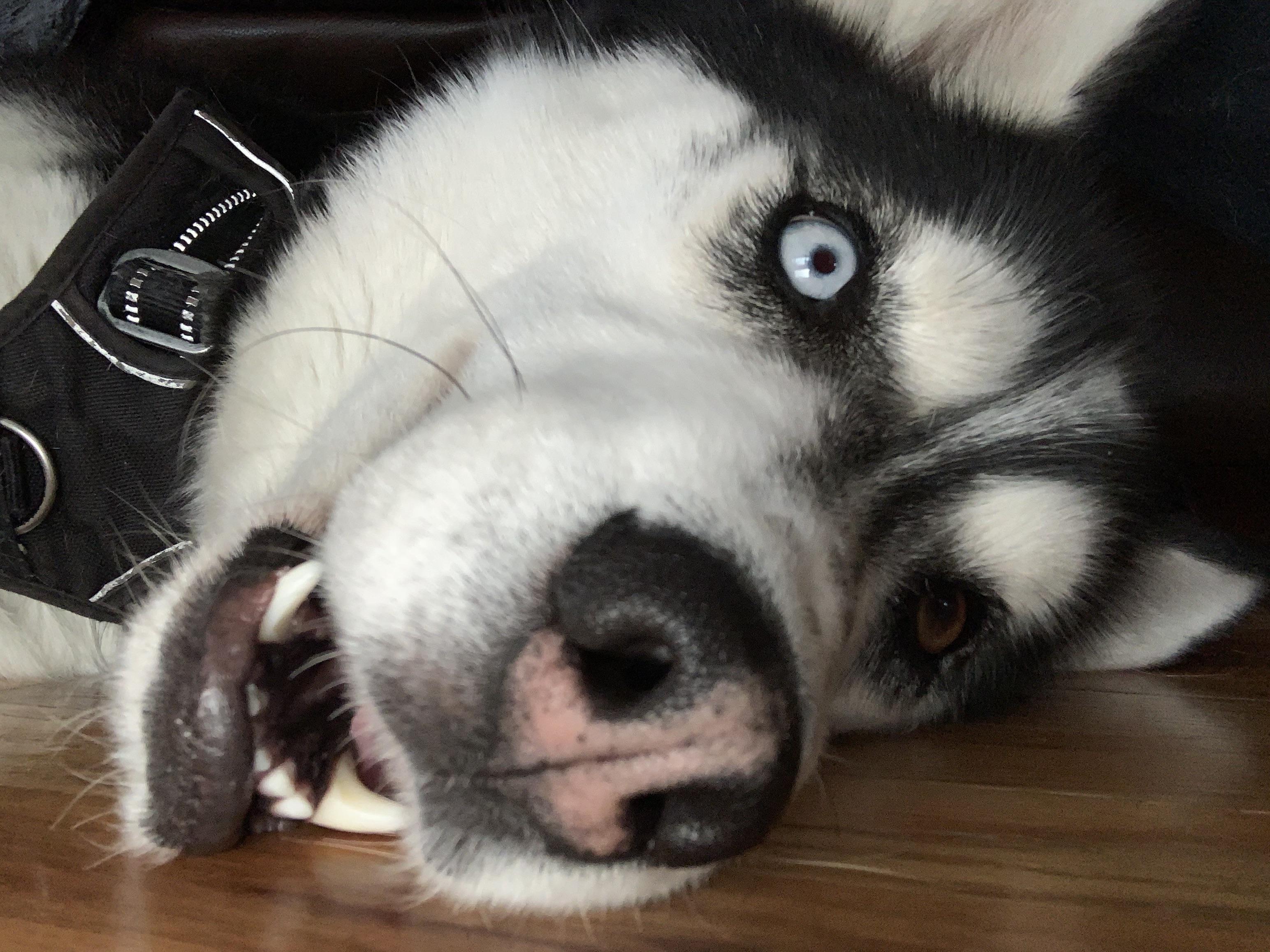 Snow nose in full effect | Scrolller