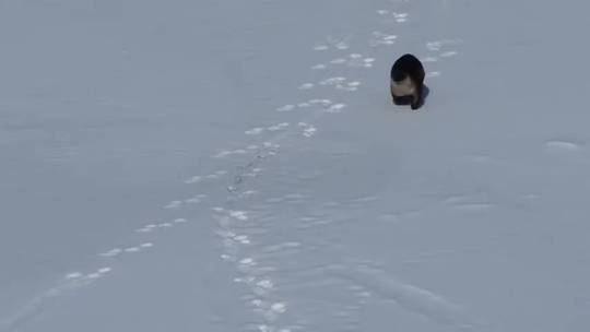 snow splooting | Scrolller
