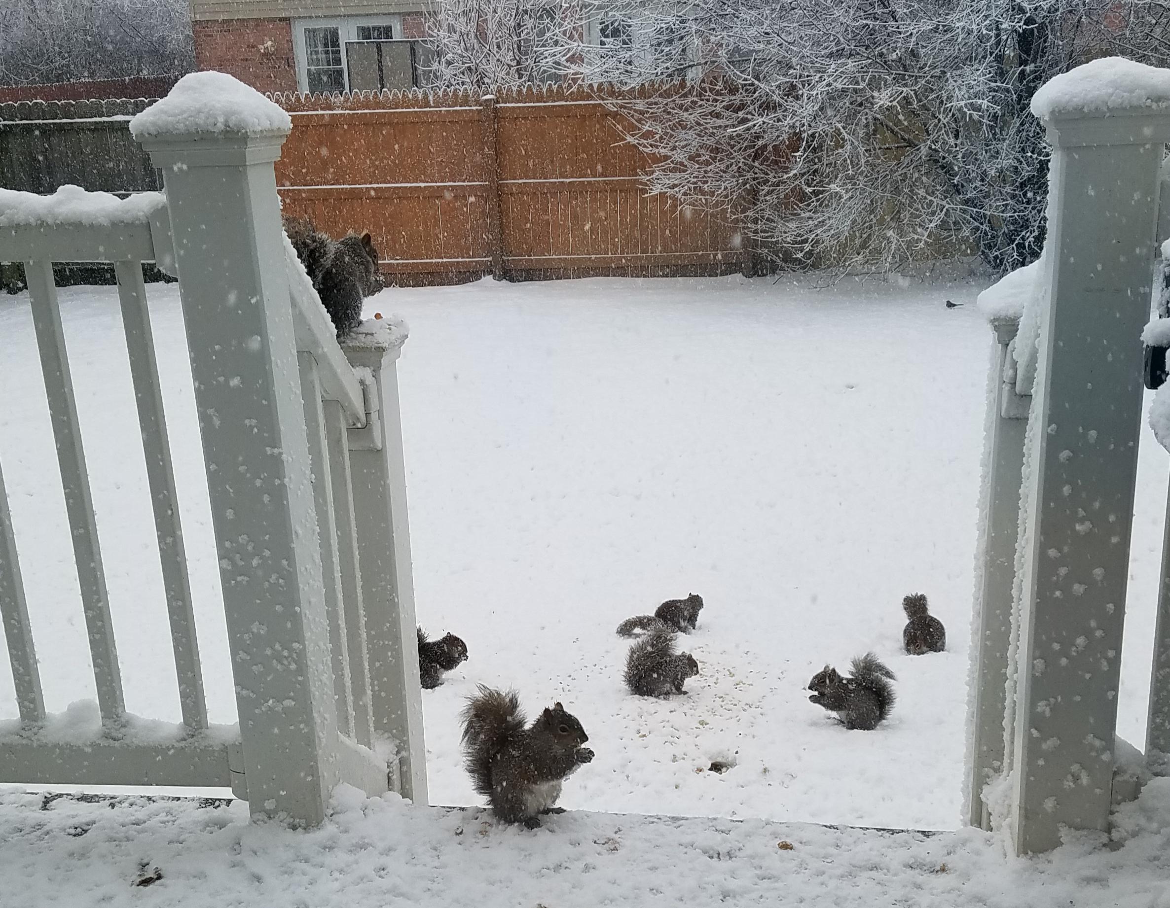 Snow squirrels! | Scrolller