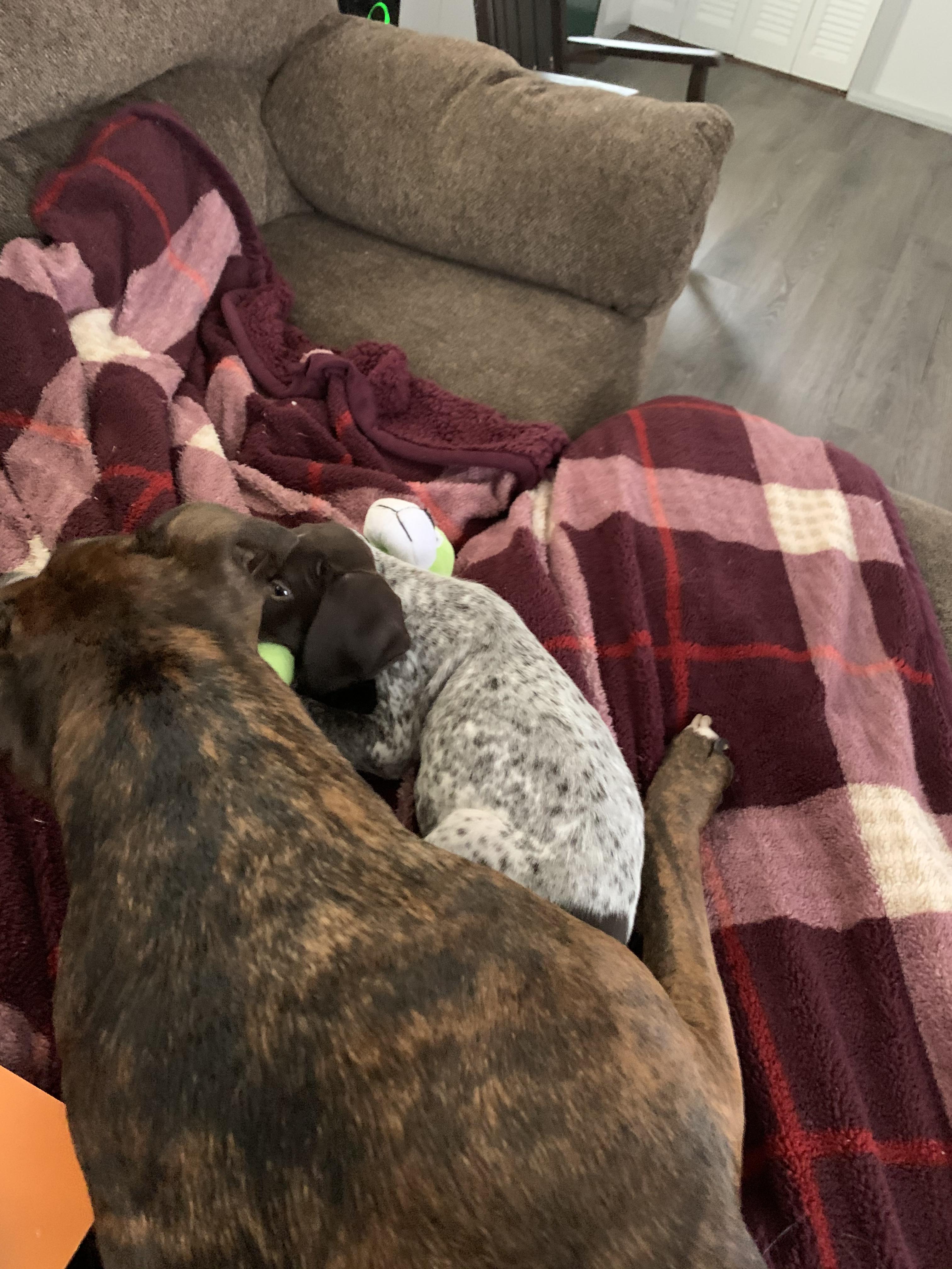 Snowbird wanted to be between her front legs while playing with his toy 💕💕💕 He loves her so much ...