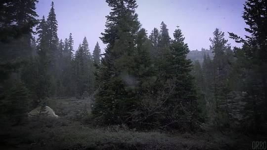 Snowy morning in the Stanislaus National Forest. | Scrolller