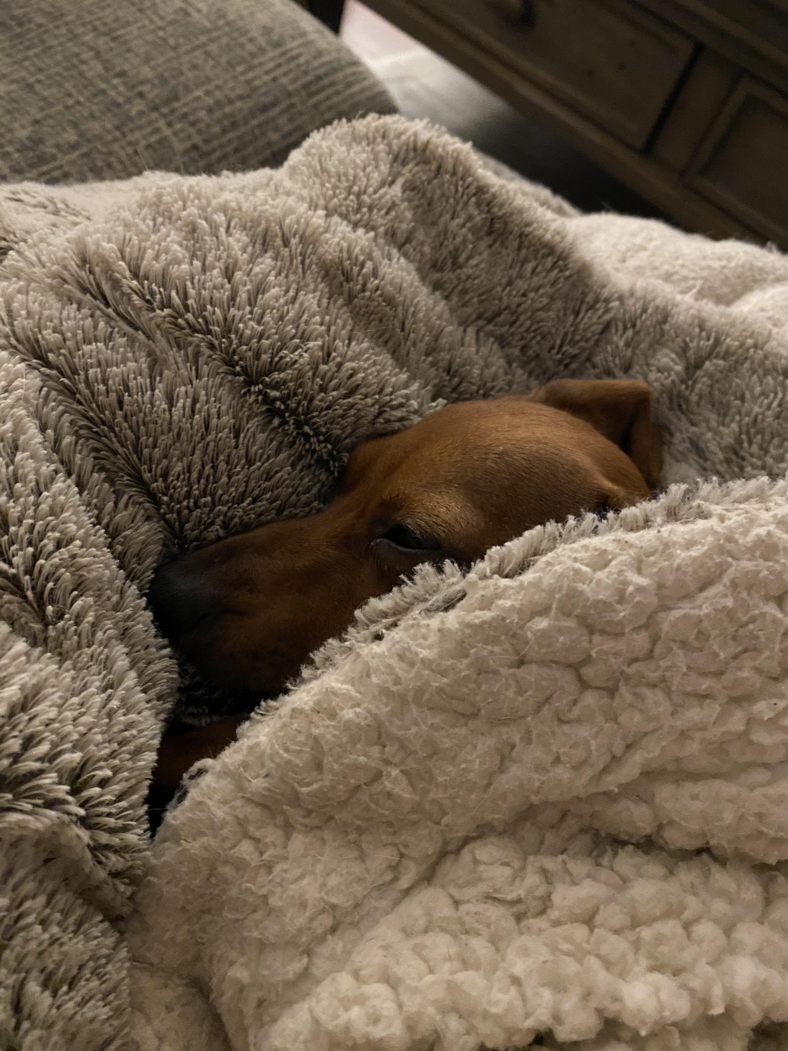 Snug as a bug | Scrolller