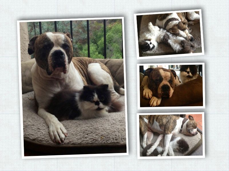 Snuggle buddies | Scrolller