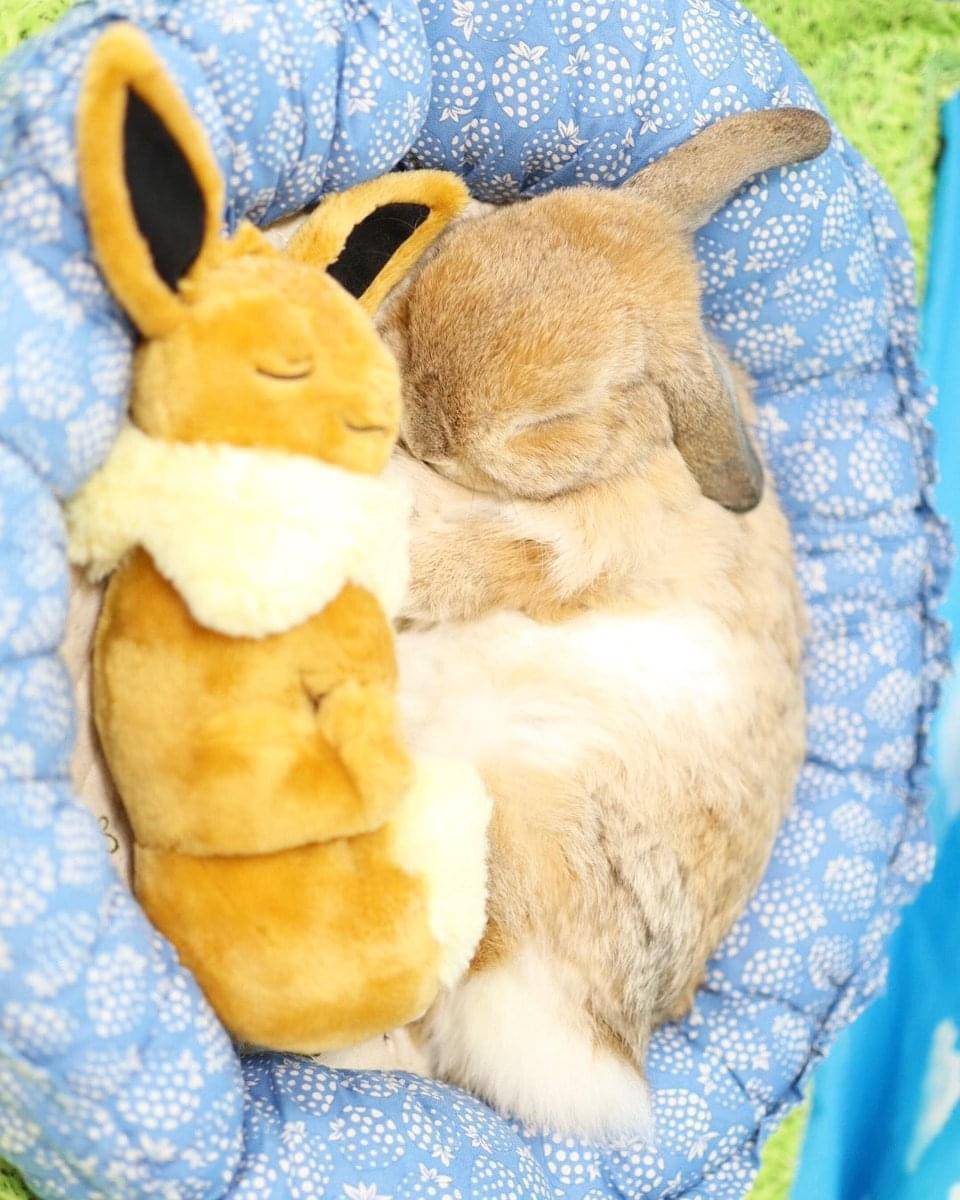 Snuggle buddies | Scrolller