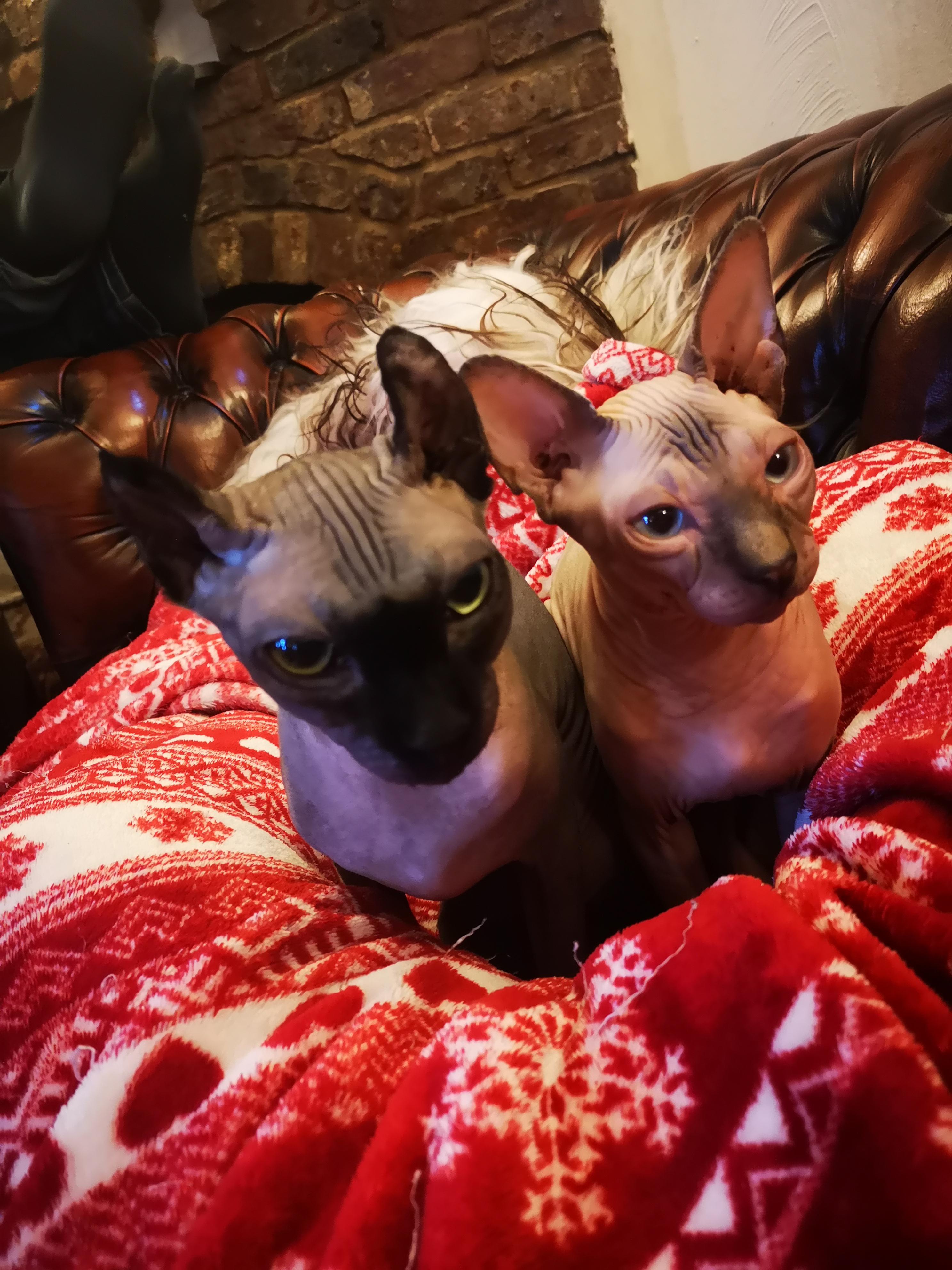 Snuggle buddies | Scrolller