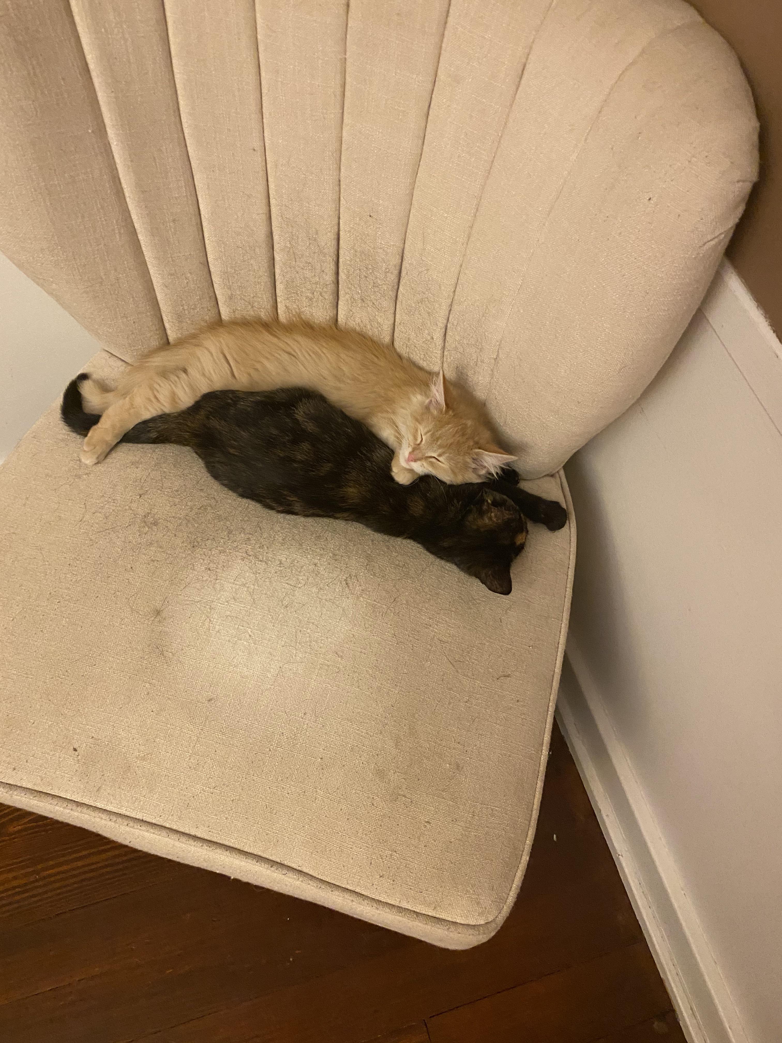 Snuggle buddies | Scrolller