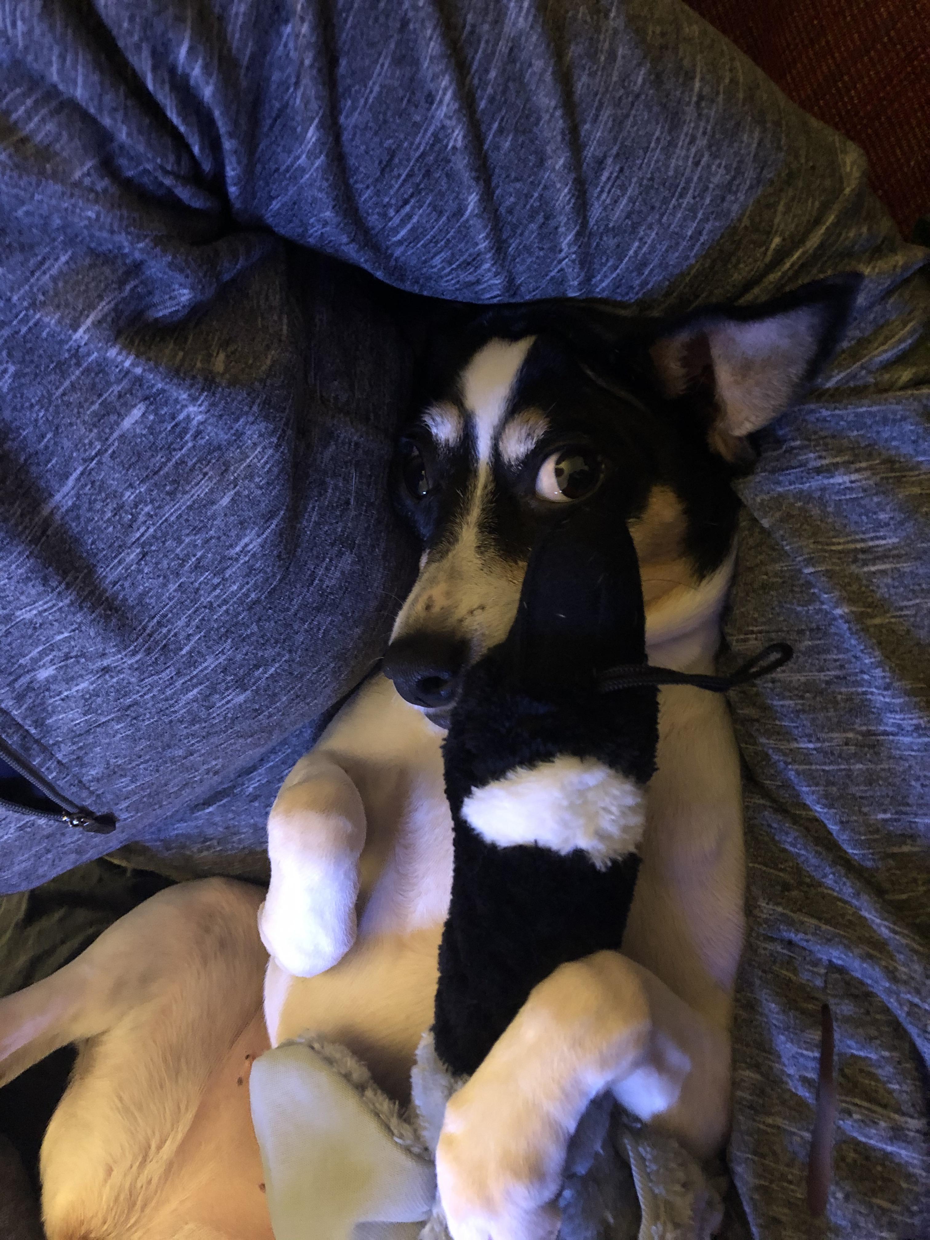 Snuggling with her goose | Scrolller