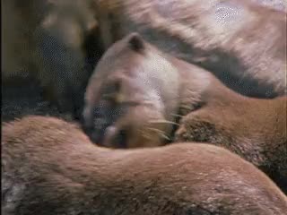Snuggly otters | Scrolller