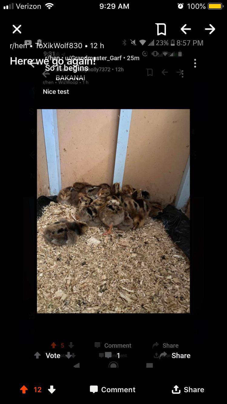 So brave to repost a new image | Scrolller