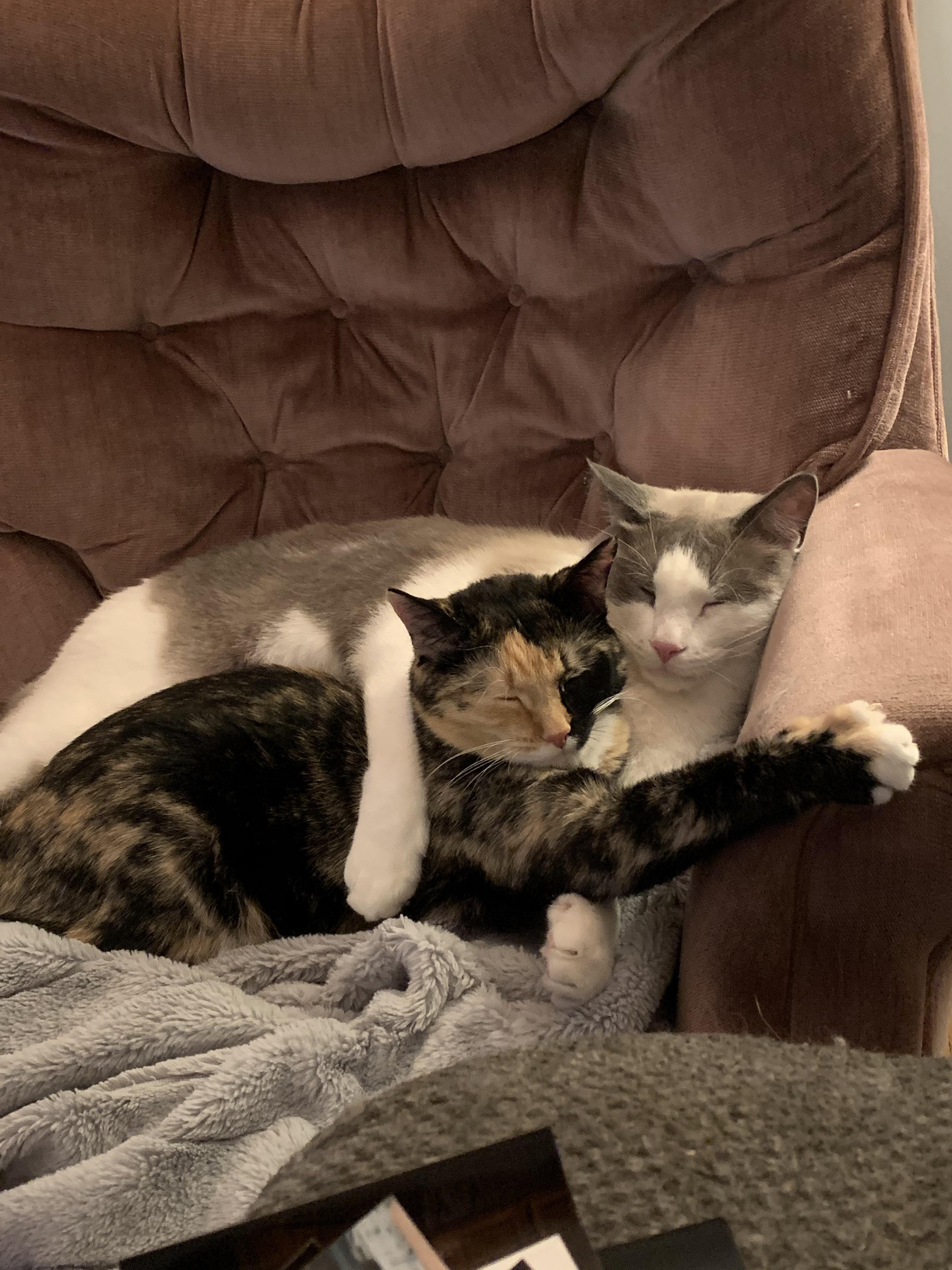 Snuggle time💕 | Scrolller