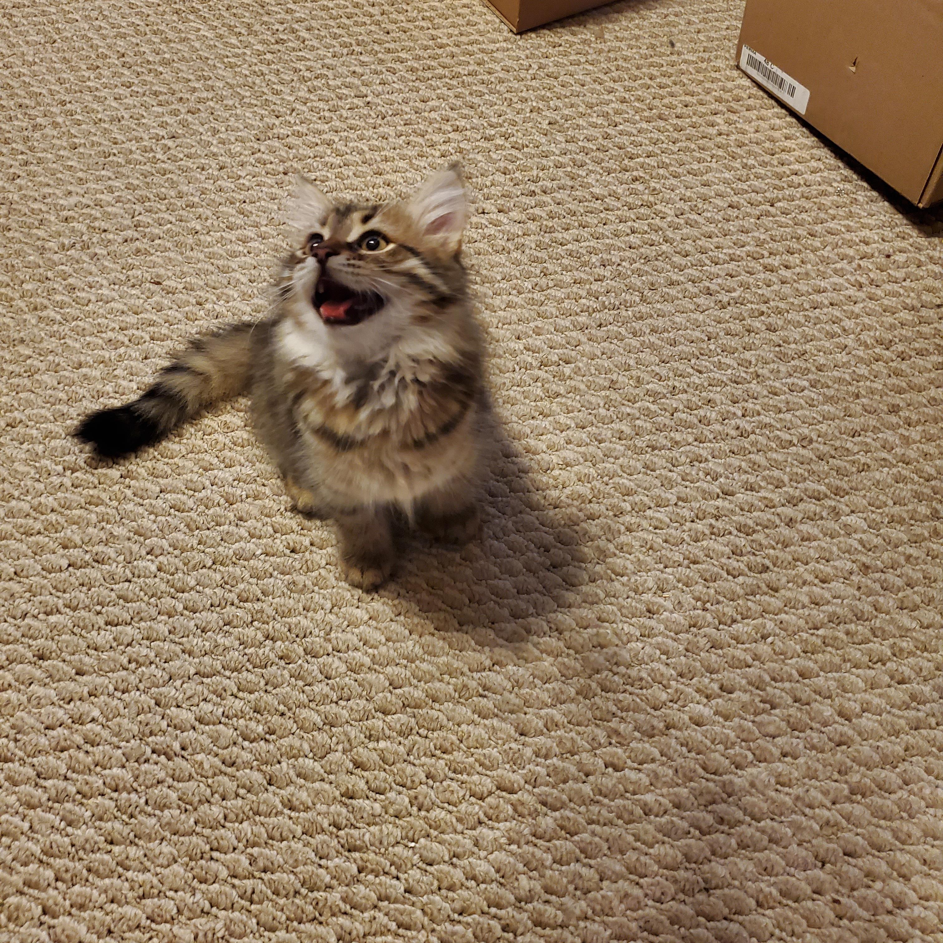 So happy after an intense play session! | Scrolller