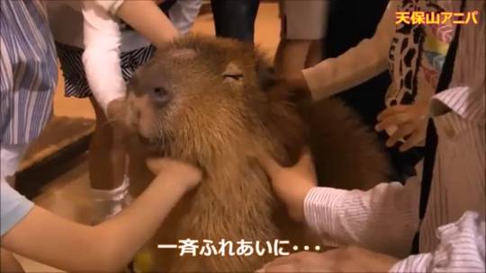 Give em all the pets | Scrolller