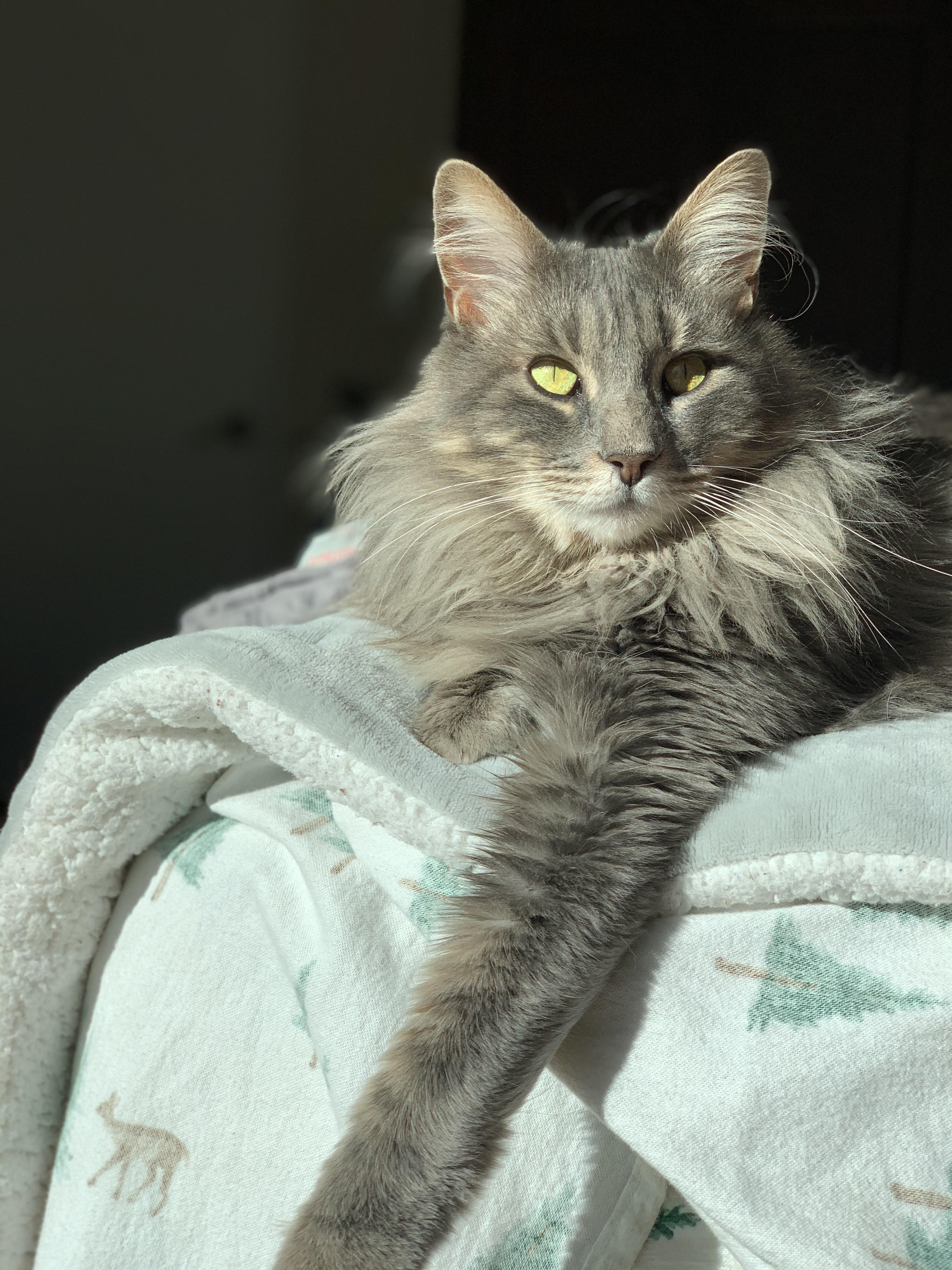 So much floof + bonus ear floof | Scrolller