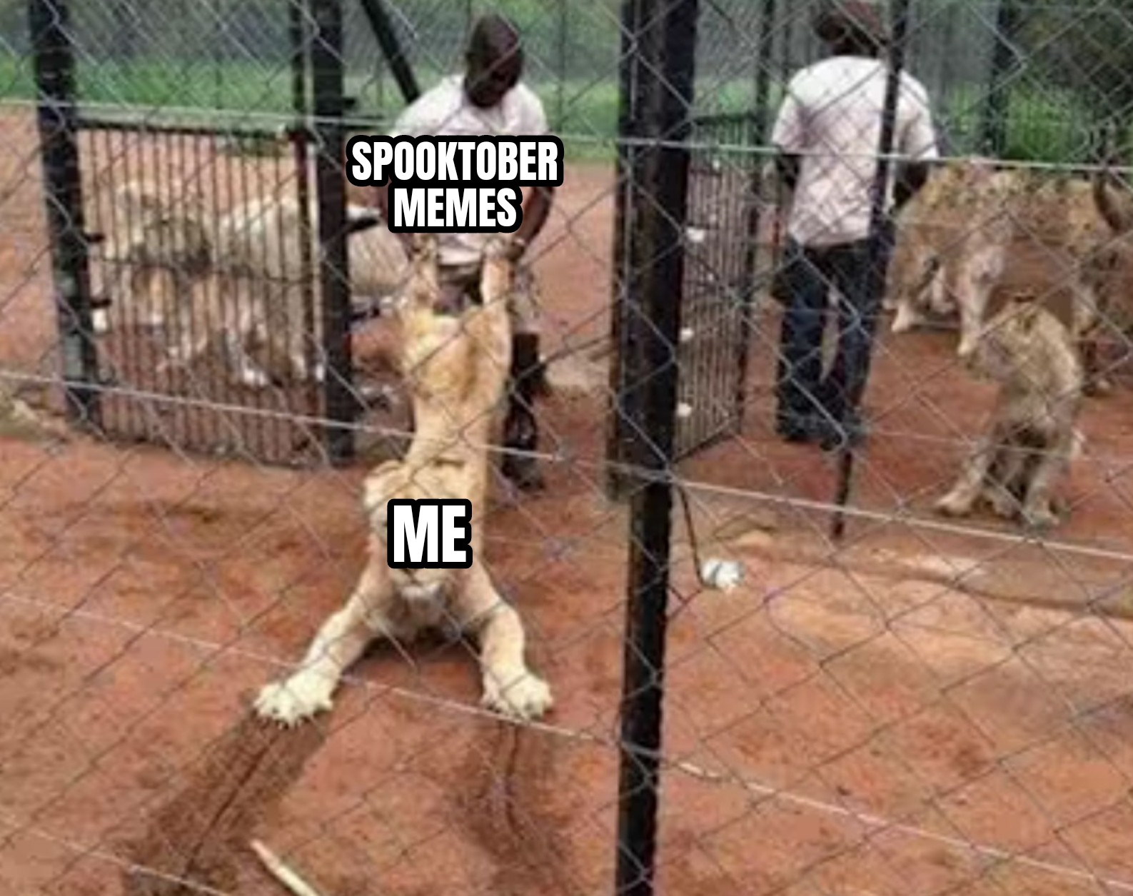 So much memes | Scrolller