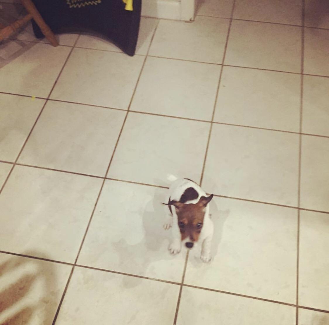 So tiny so speedy | Scrolller