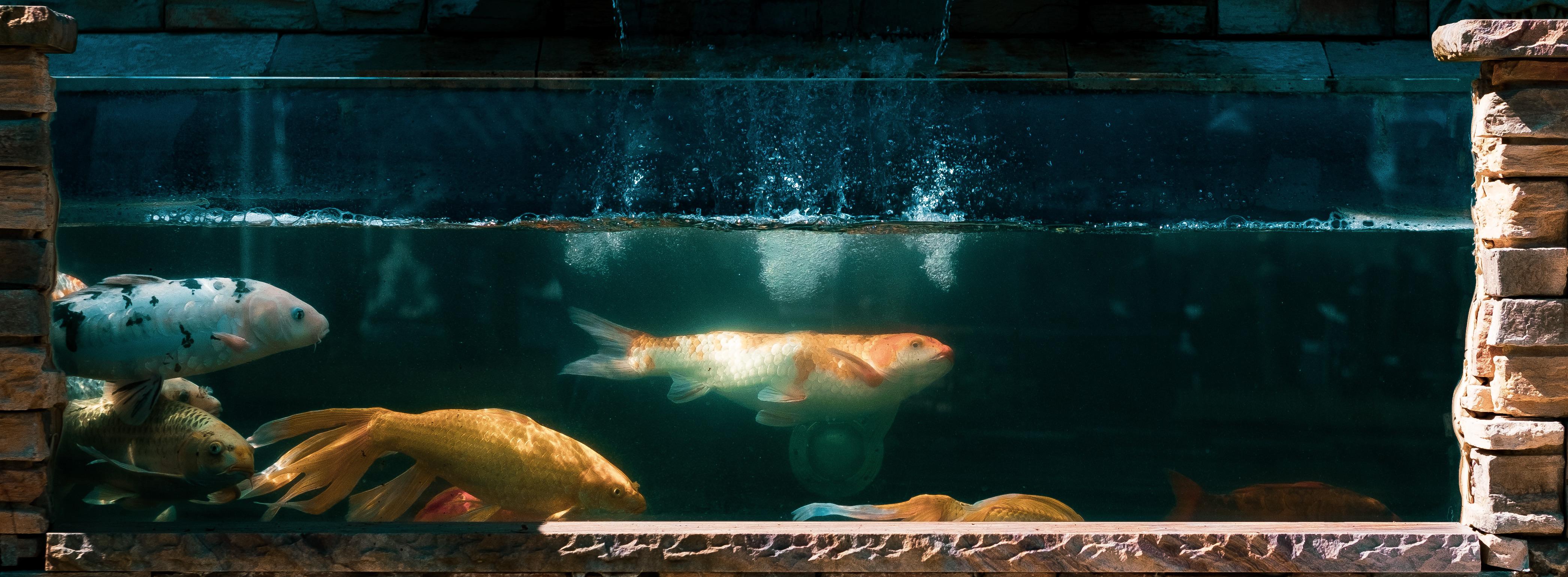 “So what did you do today?” “Photographed my Koi Tank” | Scrolller