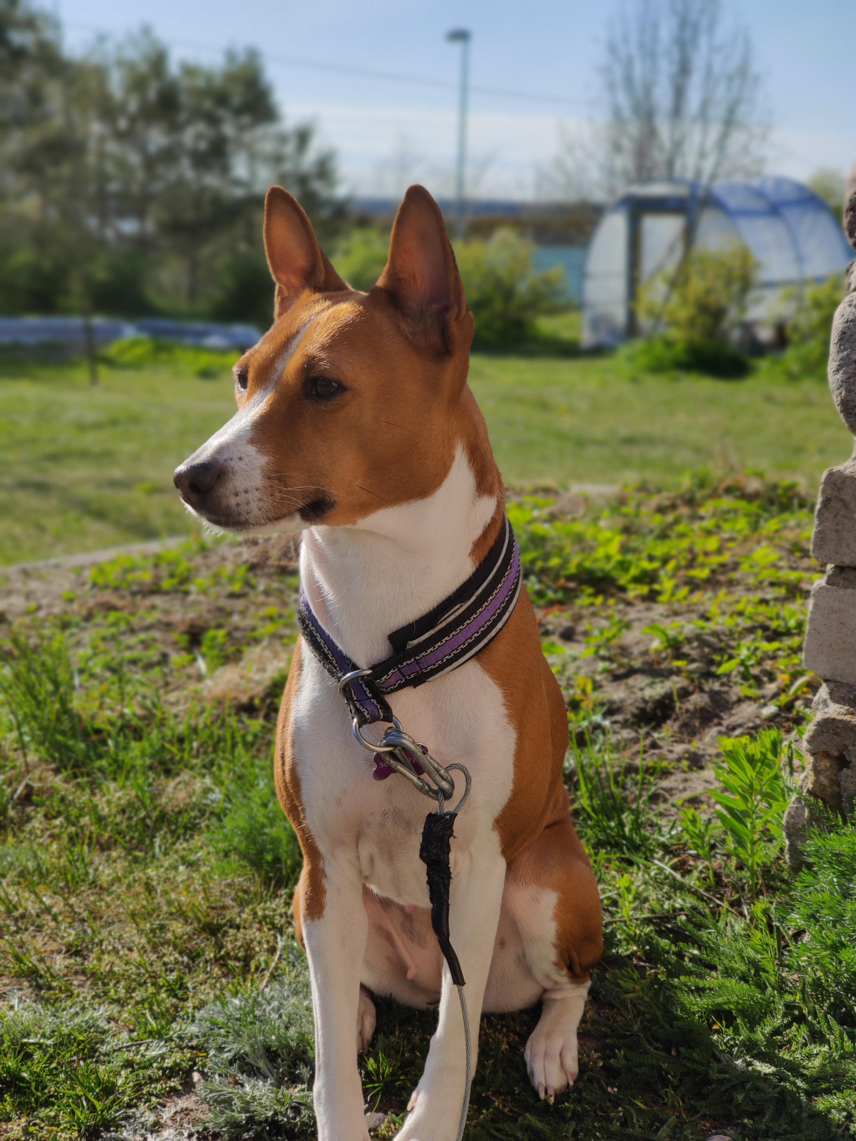 Sofie Enjoying The Weather But Mostly Thinking About Food Scrolller