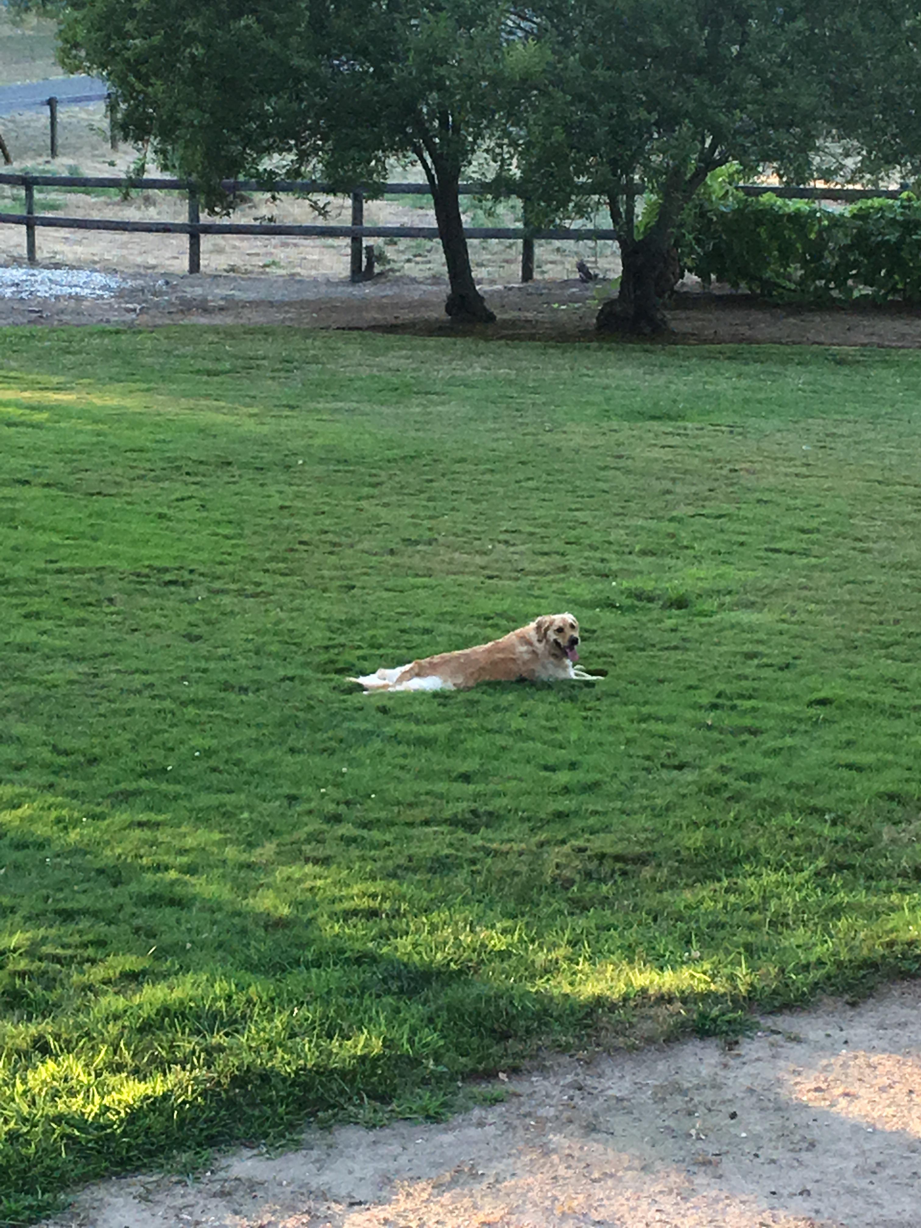 soft grass sploot | Scrolller