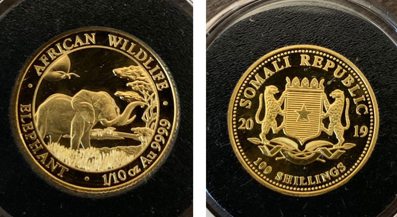 Somali Elephant | Scrolller