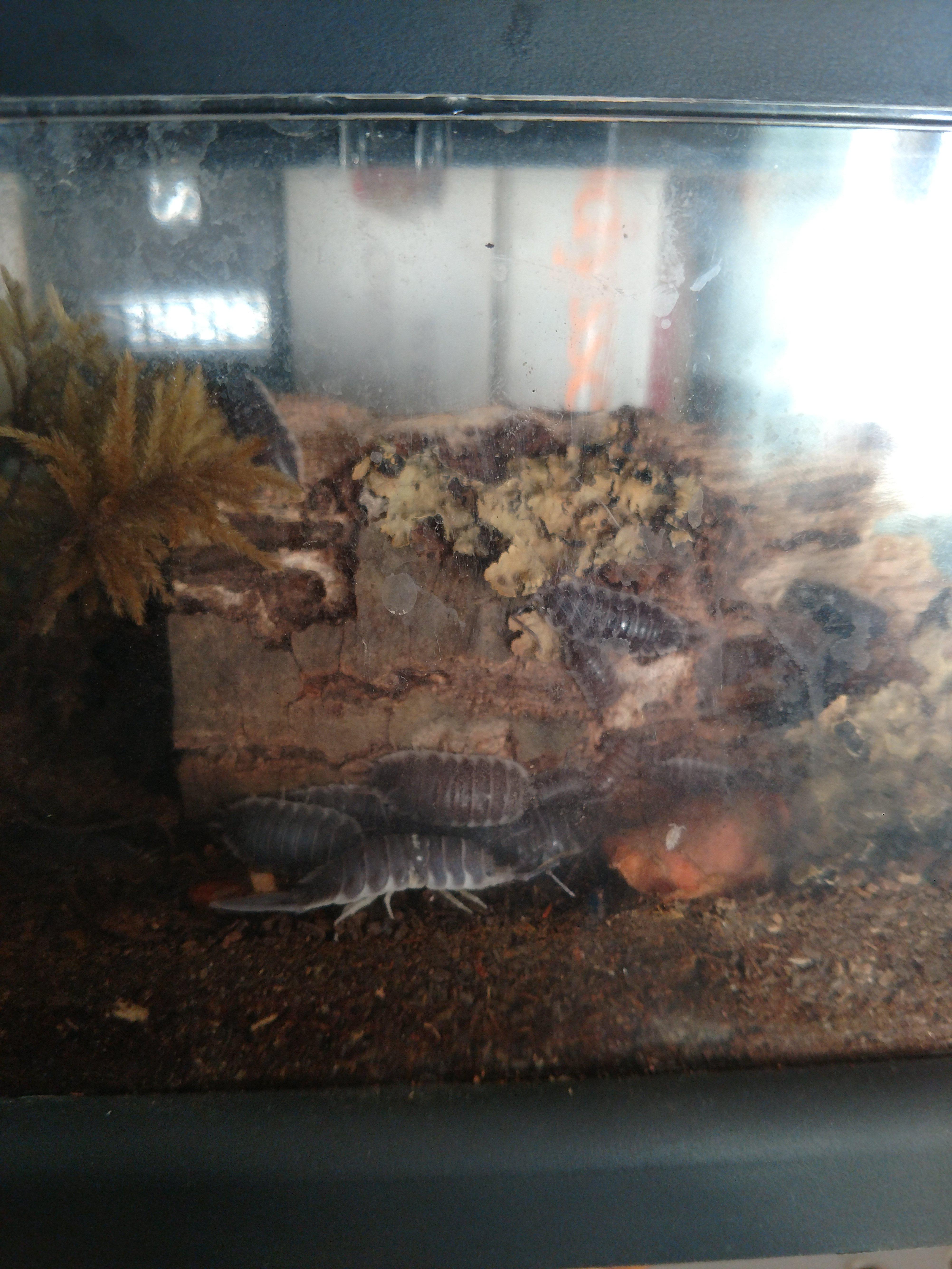 Some big pods in the display tank | Scrolller