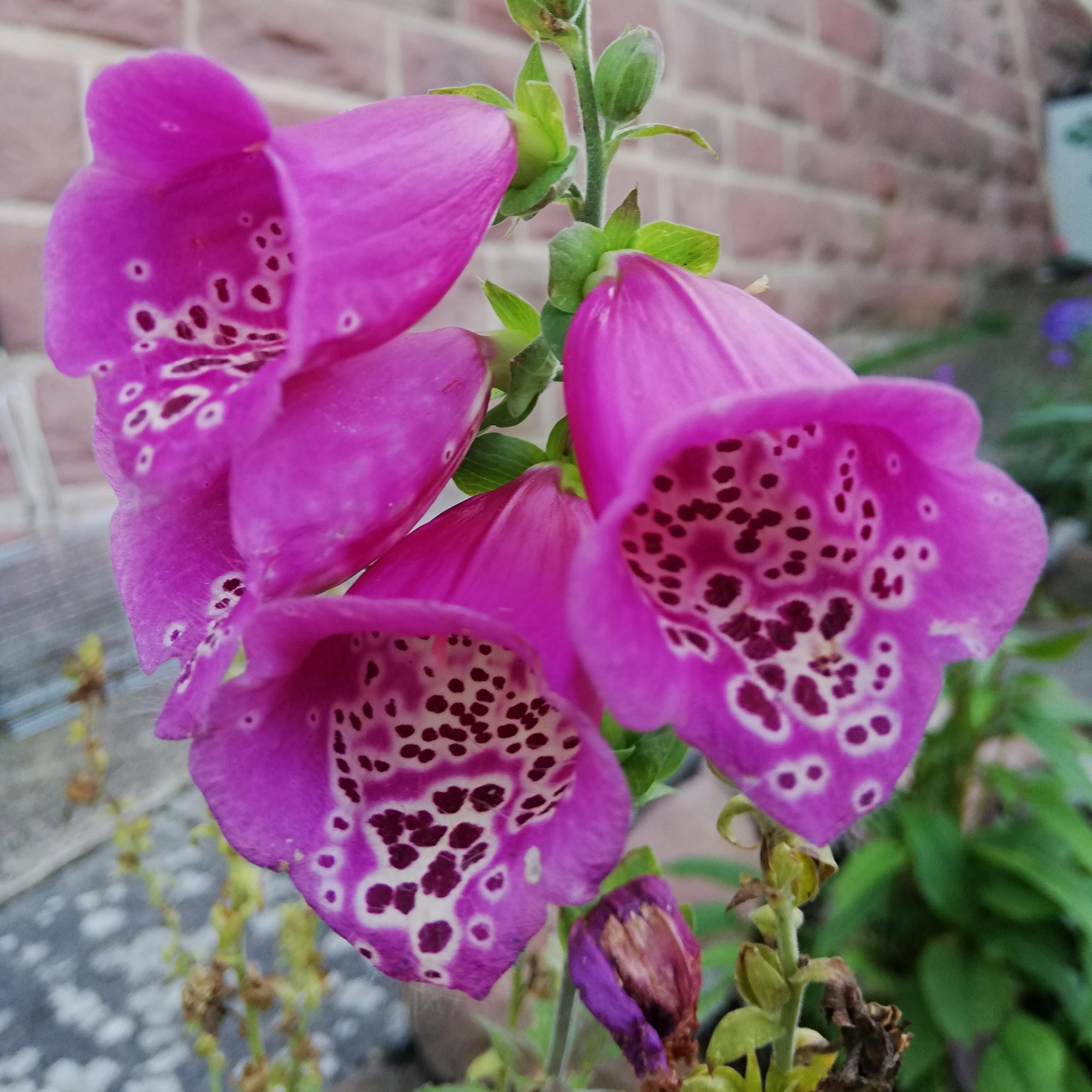 Some late foxgloves - the bumblebee's favorite (digitalis purpurea) [OC] | Scrolller