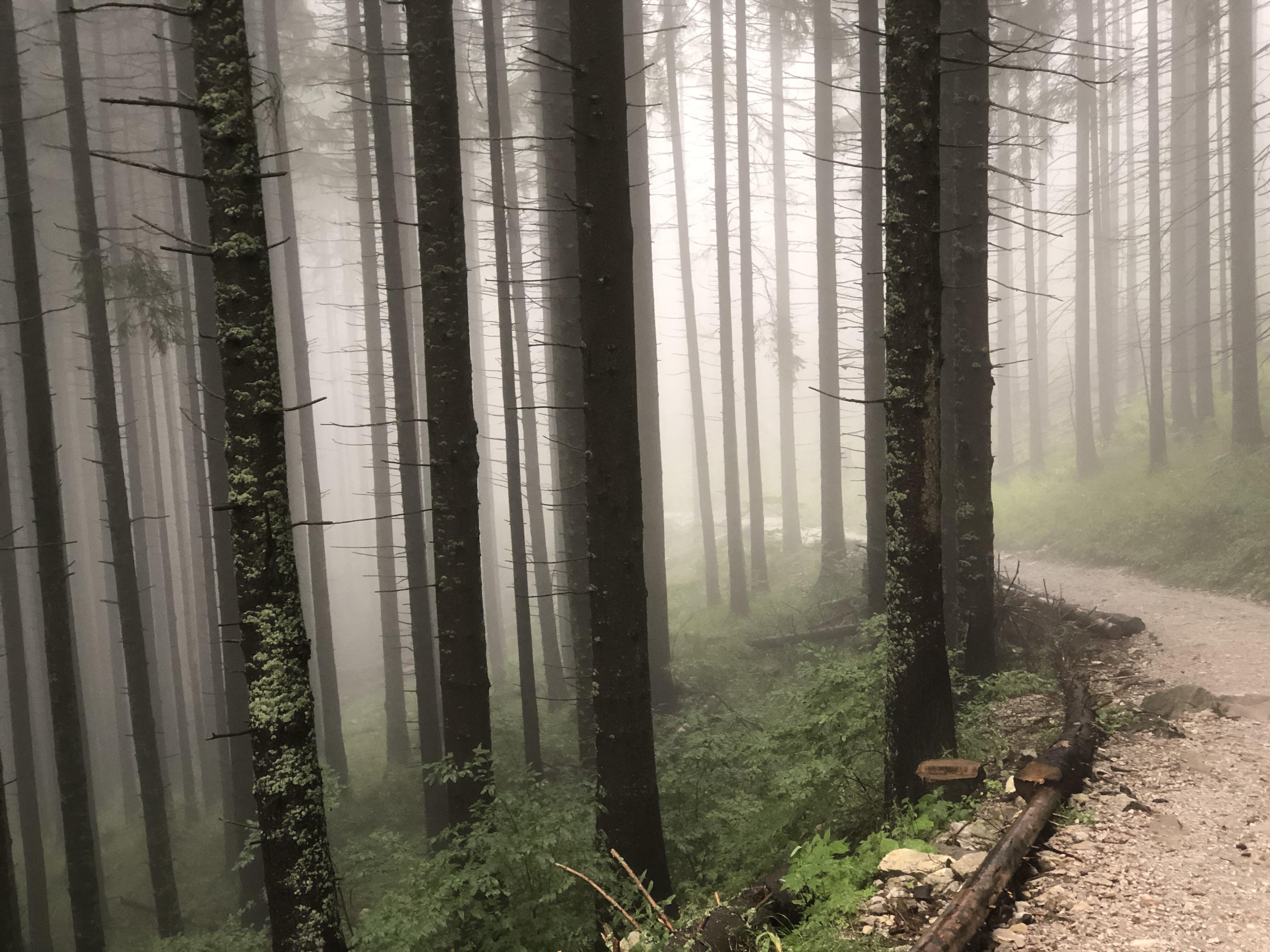 some more foggy forest | Scrolller