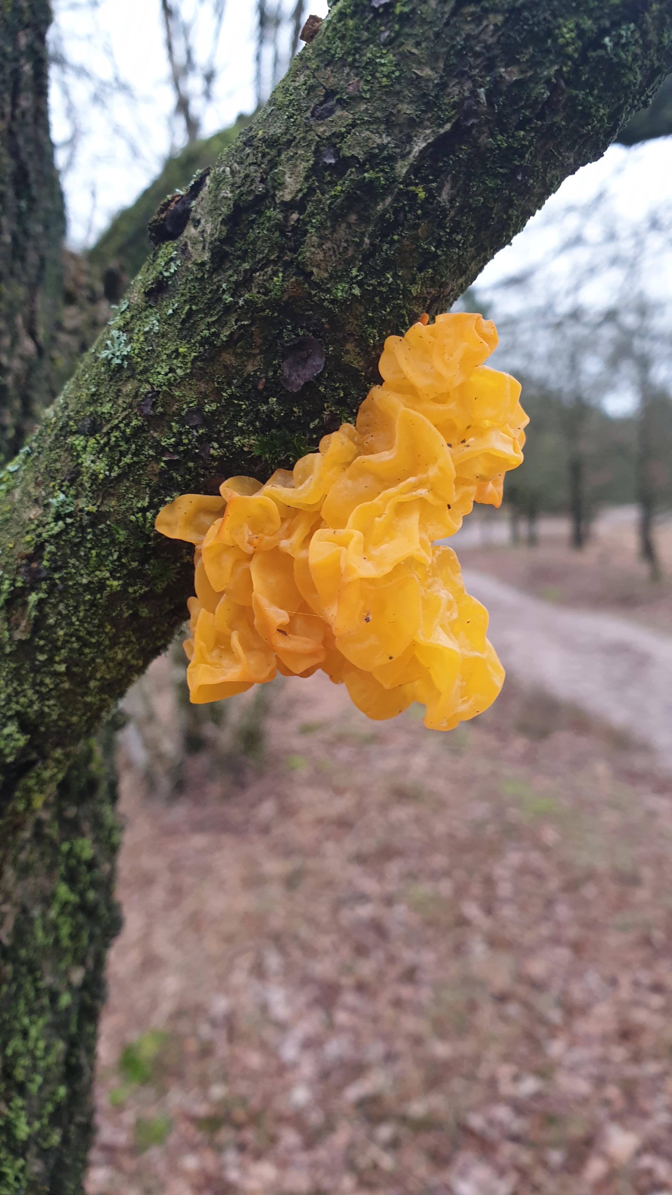 Some more Witch's Butter! | Scrolller