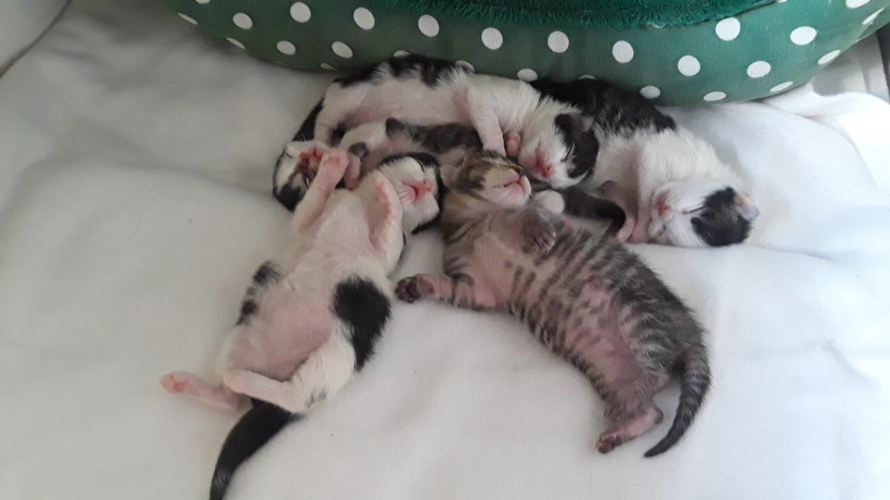 Some newborn kittens in a puddle! | Scrolller