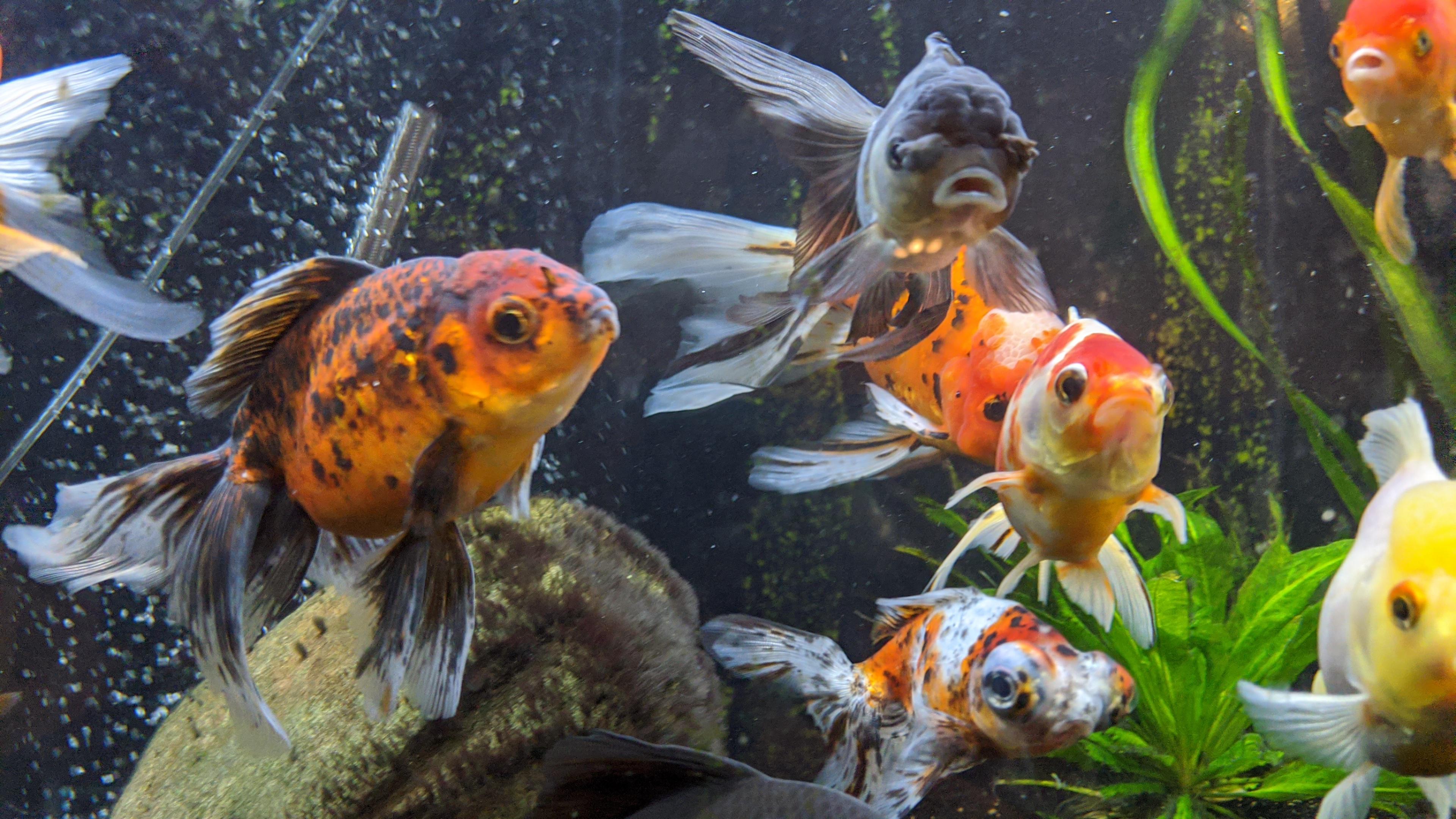 Some of my goldfish | Scrolller