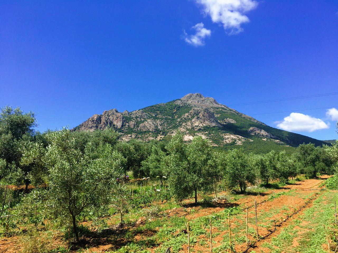 Some of our Olive Trees in Sardinia | Scrolller