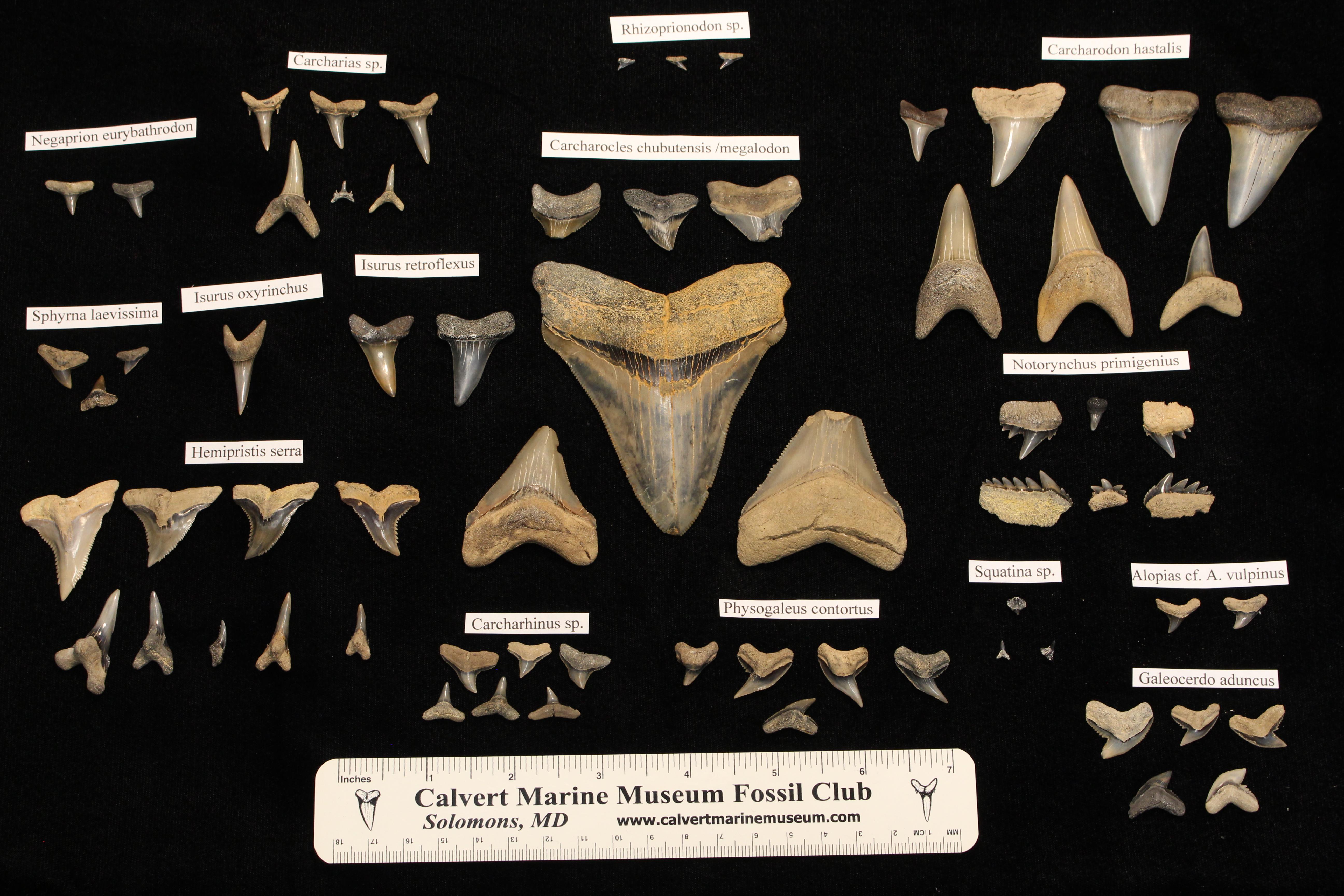 Some of the common, and not so common sharks teeth from Calvert Cliffs | Scrolller