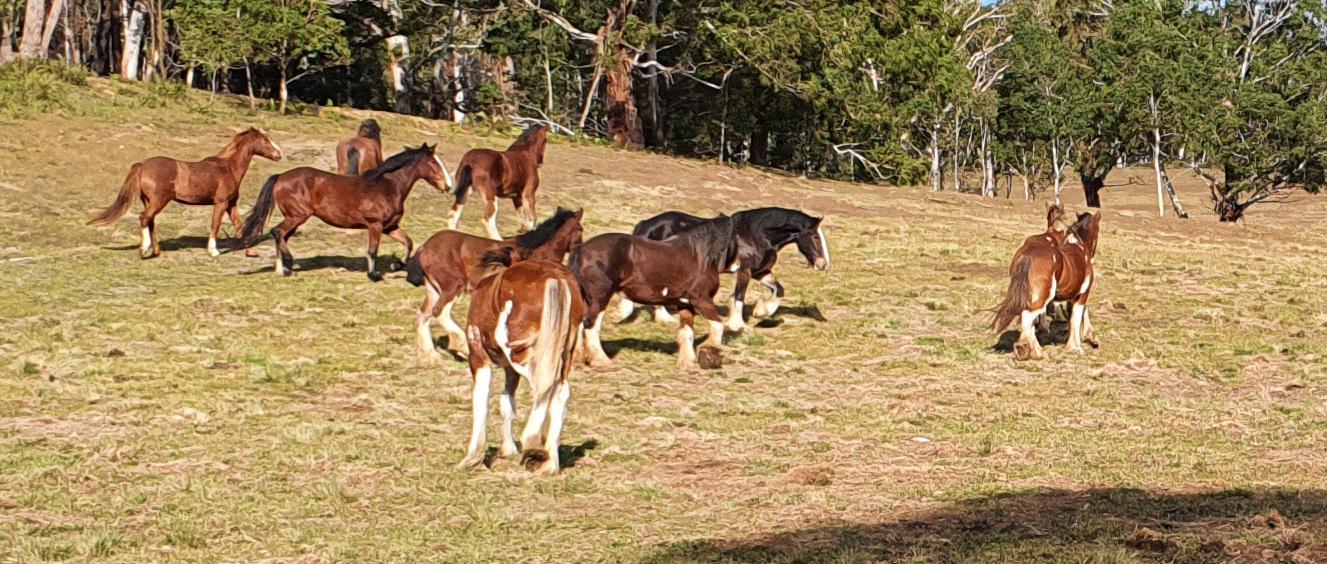 Some of the herd | Scrolller