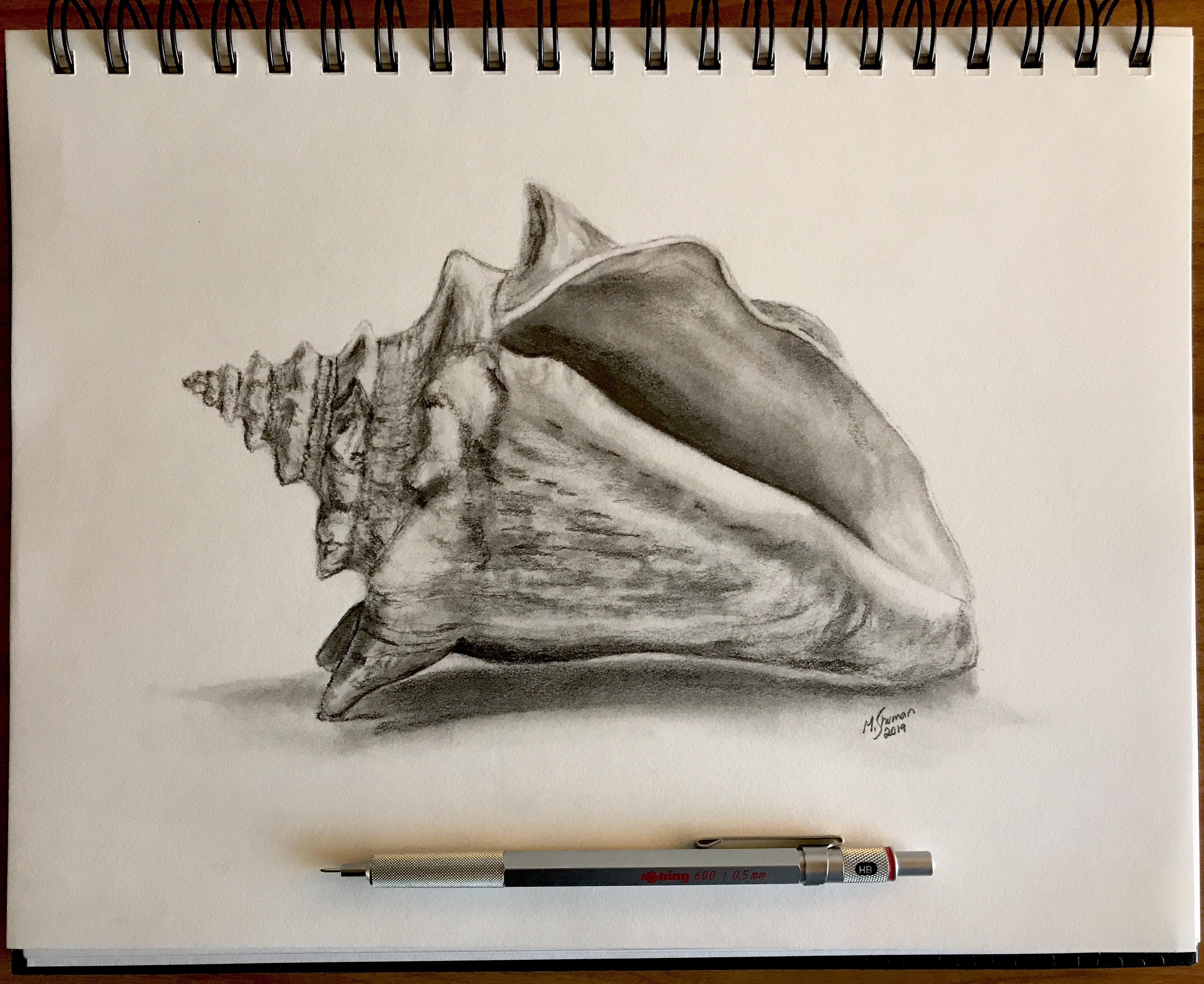 Some pencil art of a conch shell that I drew. | Scrolller