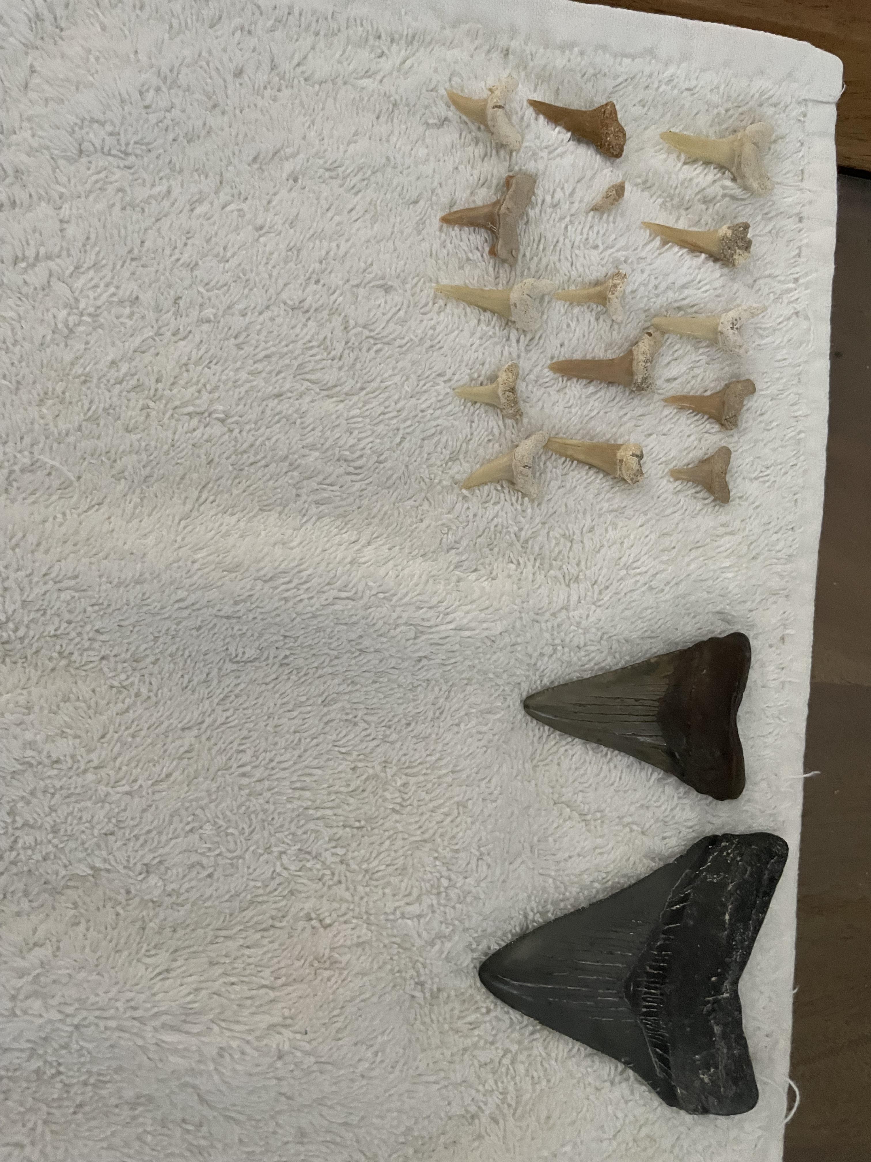 Some shark teeth | Scrolller