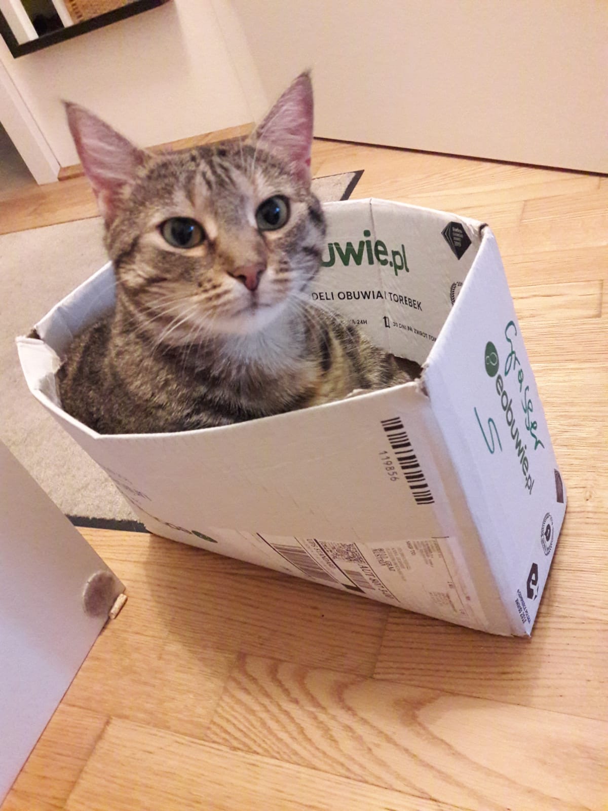 Some thicc cat ruining the bag | Scrolller