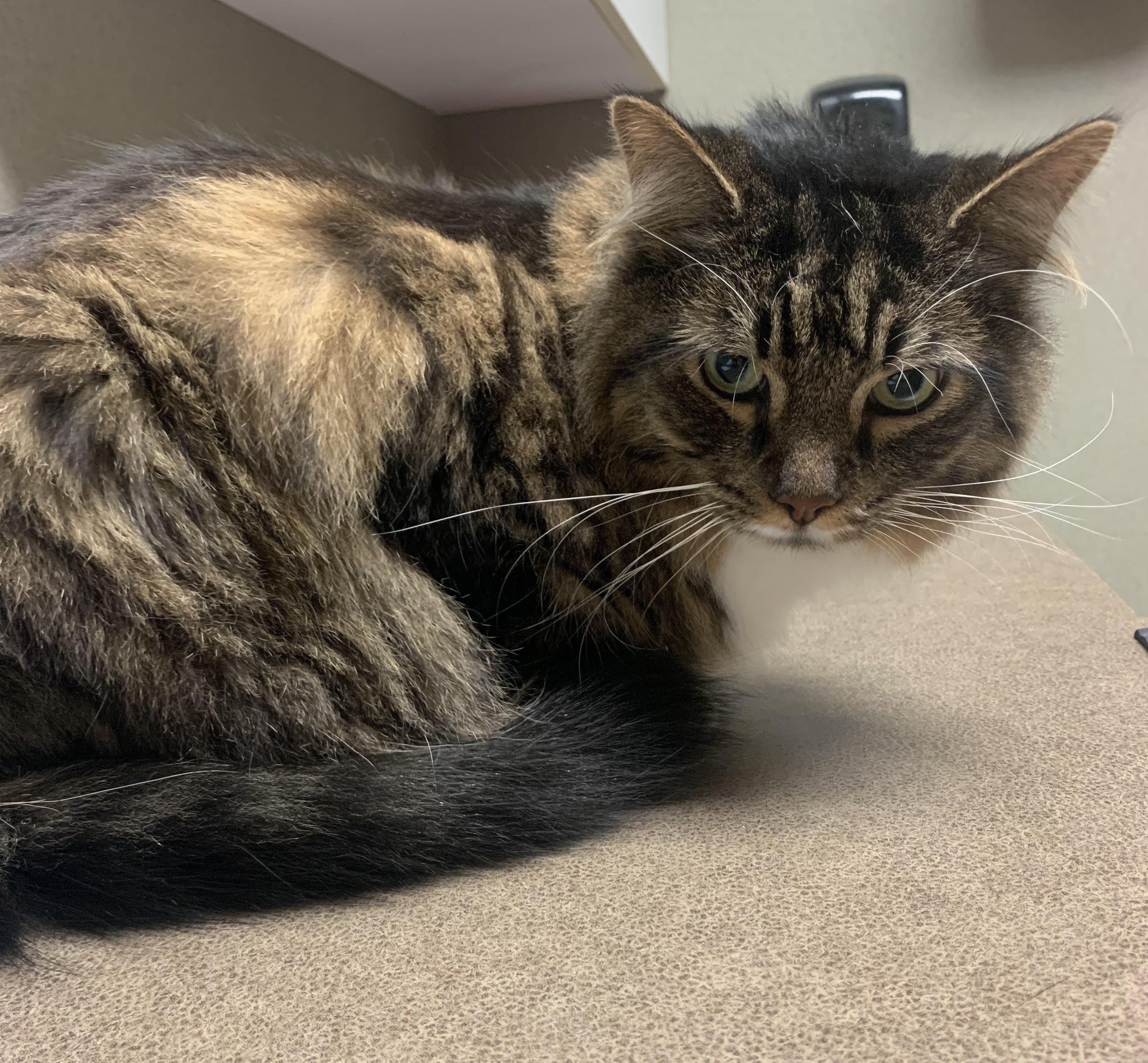 Someone isn’t happy about his vet appointment 🥺 | Scrolller Someone isn’t happy about his vet appointment 🥺 | Scrolller