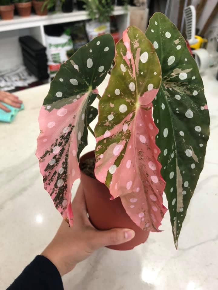 Someone shared this to a local plant group - Begonia Maculata “Pink Splice”. Mutant plant a ...