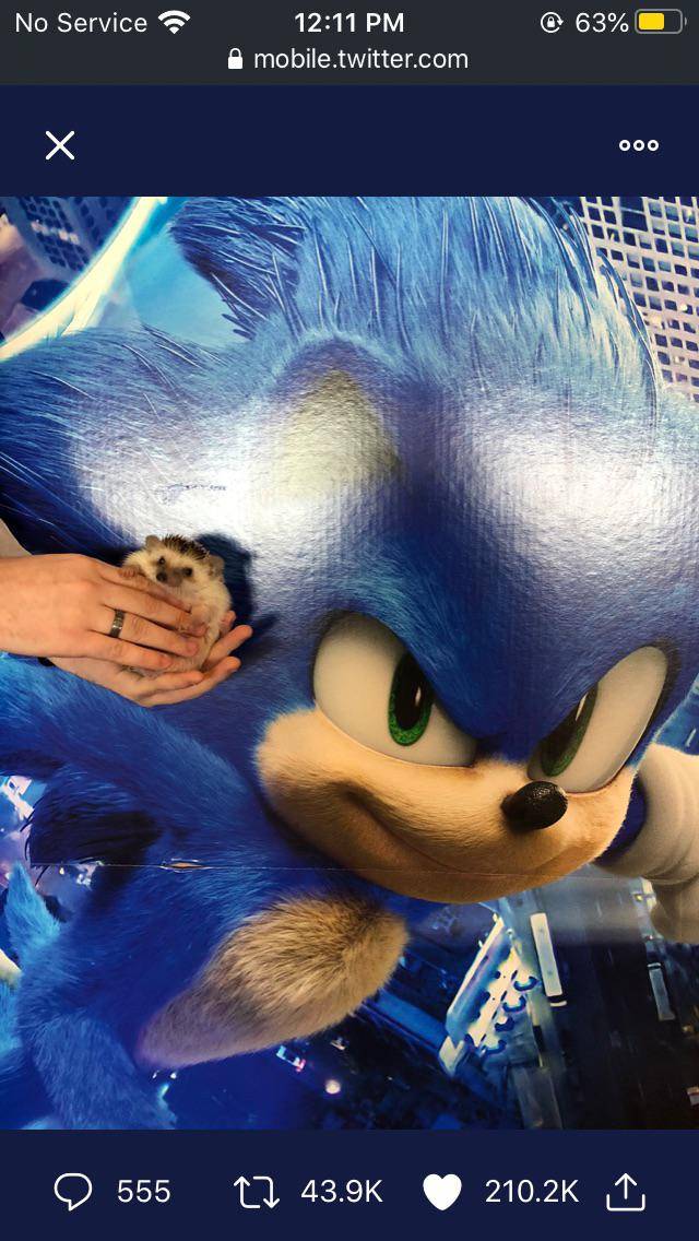Someone took their hedgie to see sonic (not my picture) | Scrolller