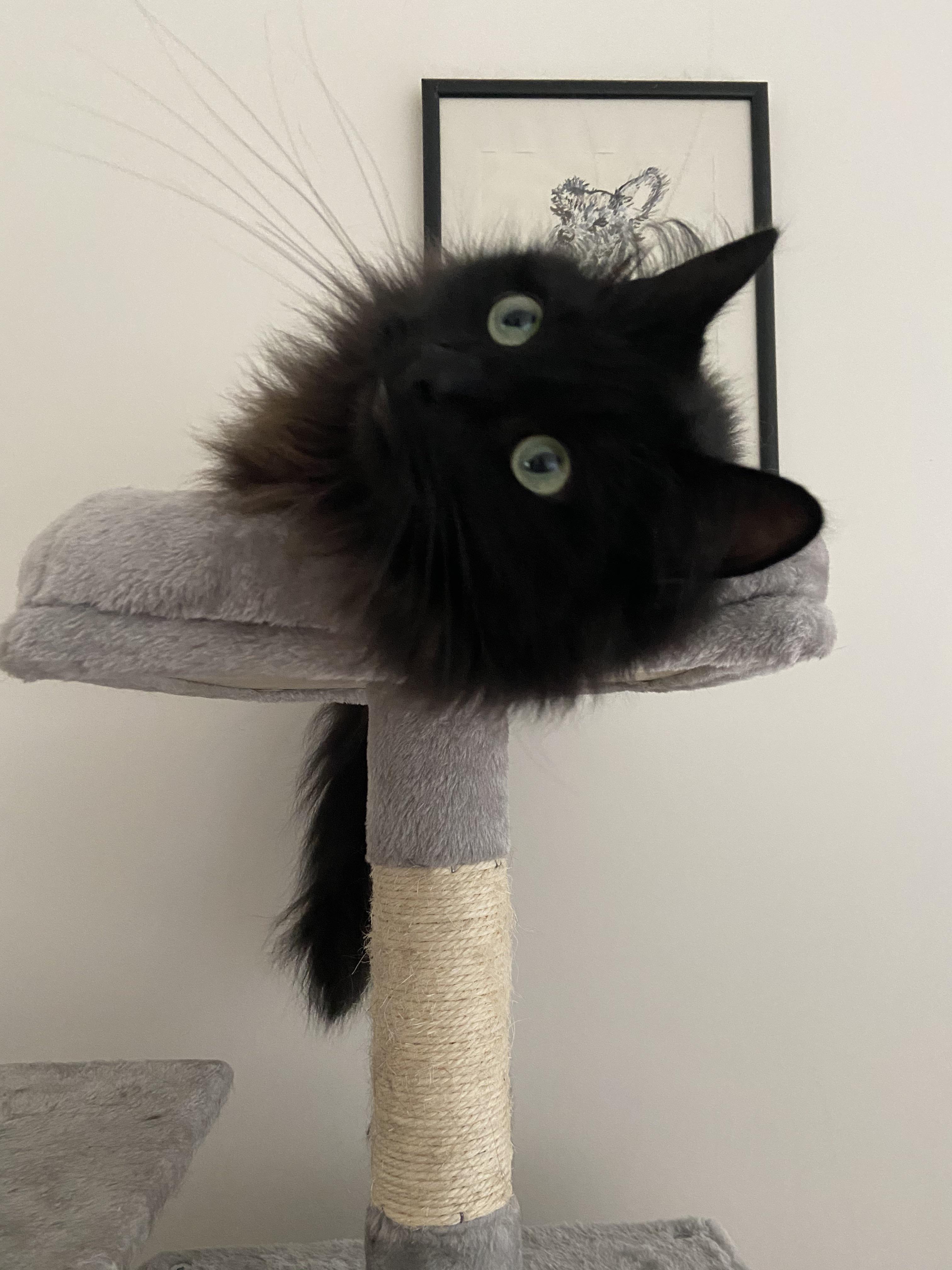 Sometimes just a ball of floof with a tail | Scrolller