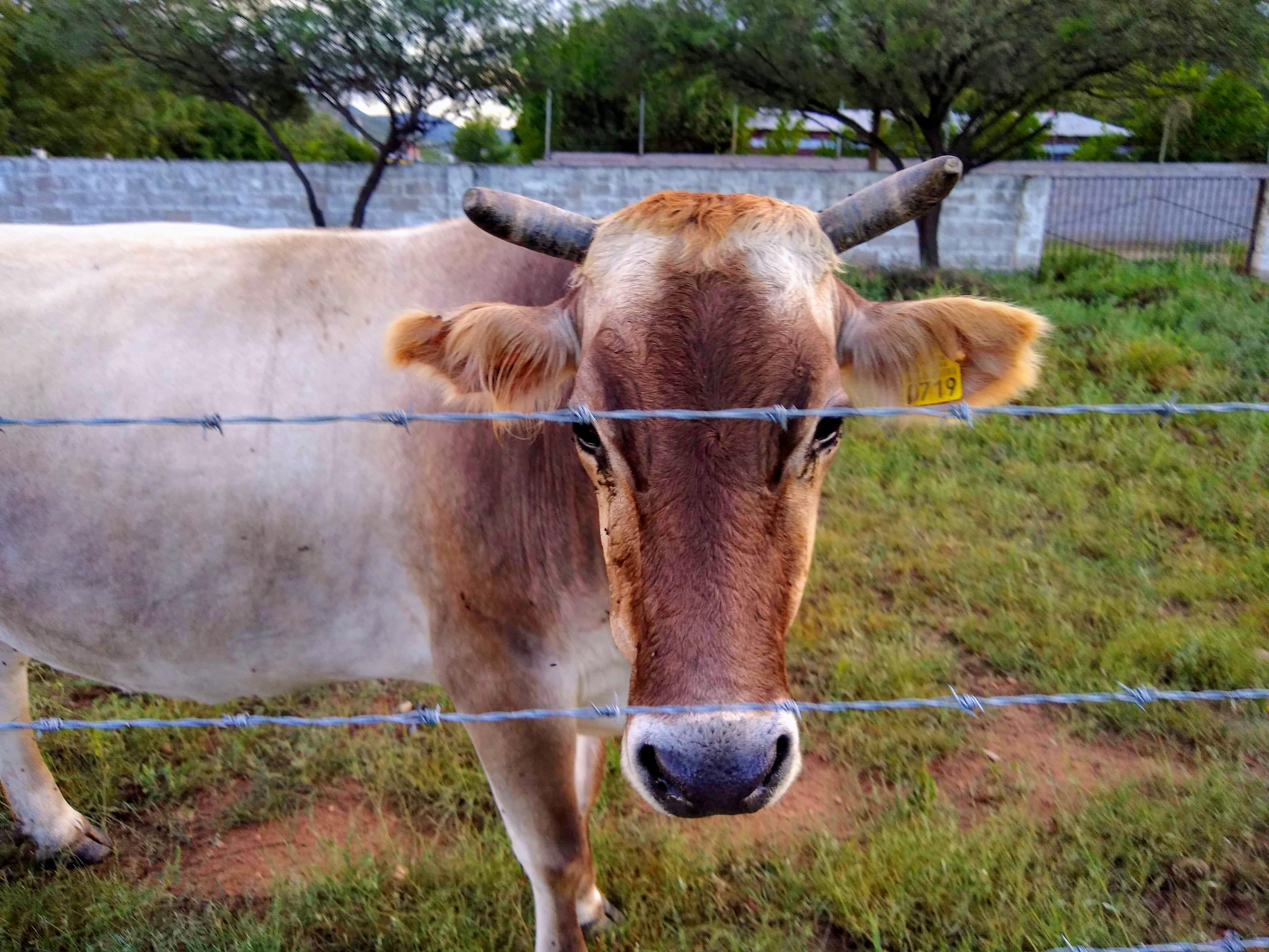 Sonora MX cattle | Scrolller