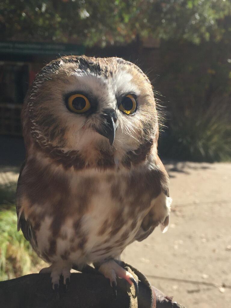 Sophia the Saw-whet owl. | Scrolller