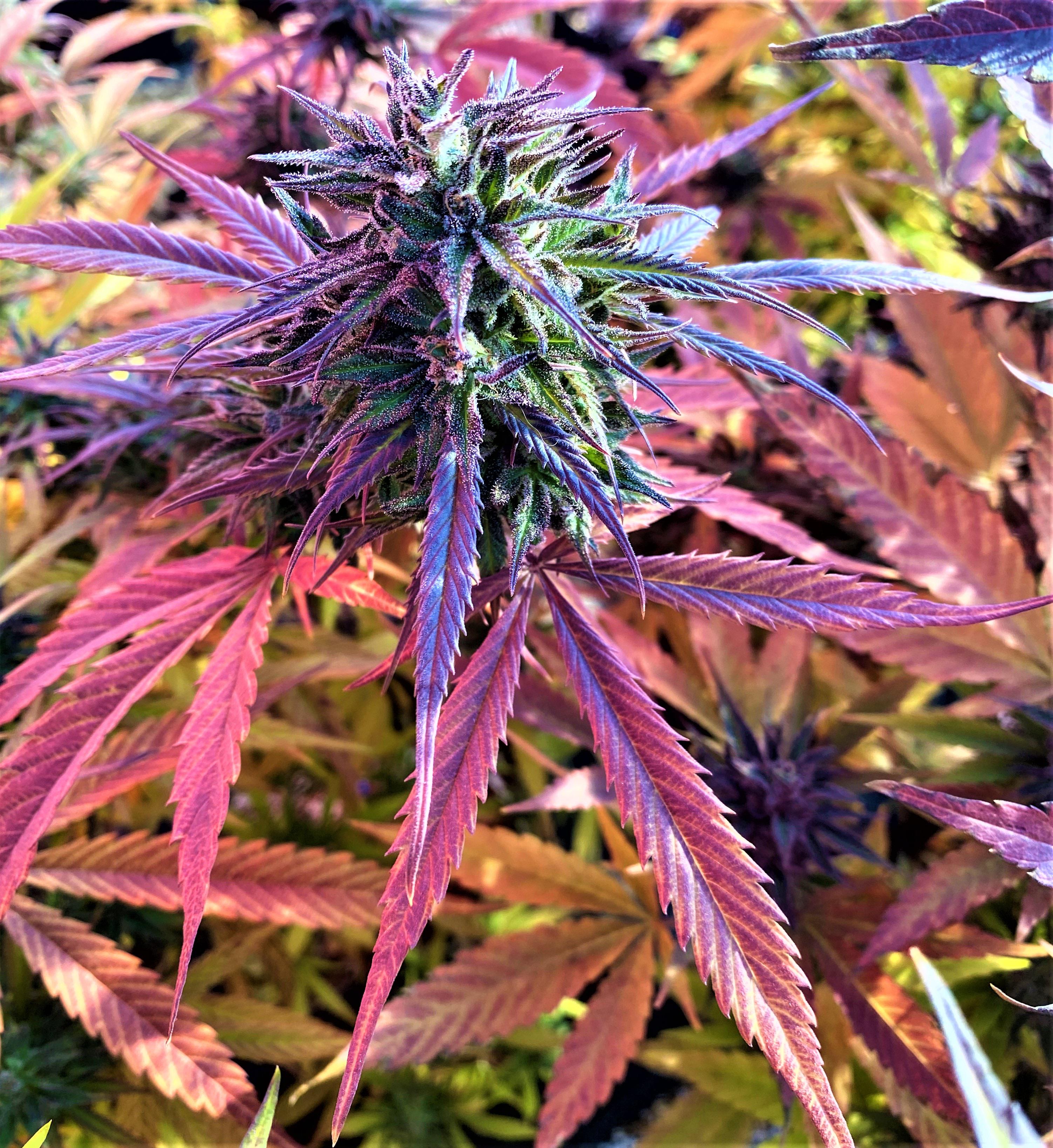 Sour Space Candy Hemp From Utah | Scrolller