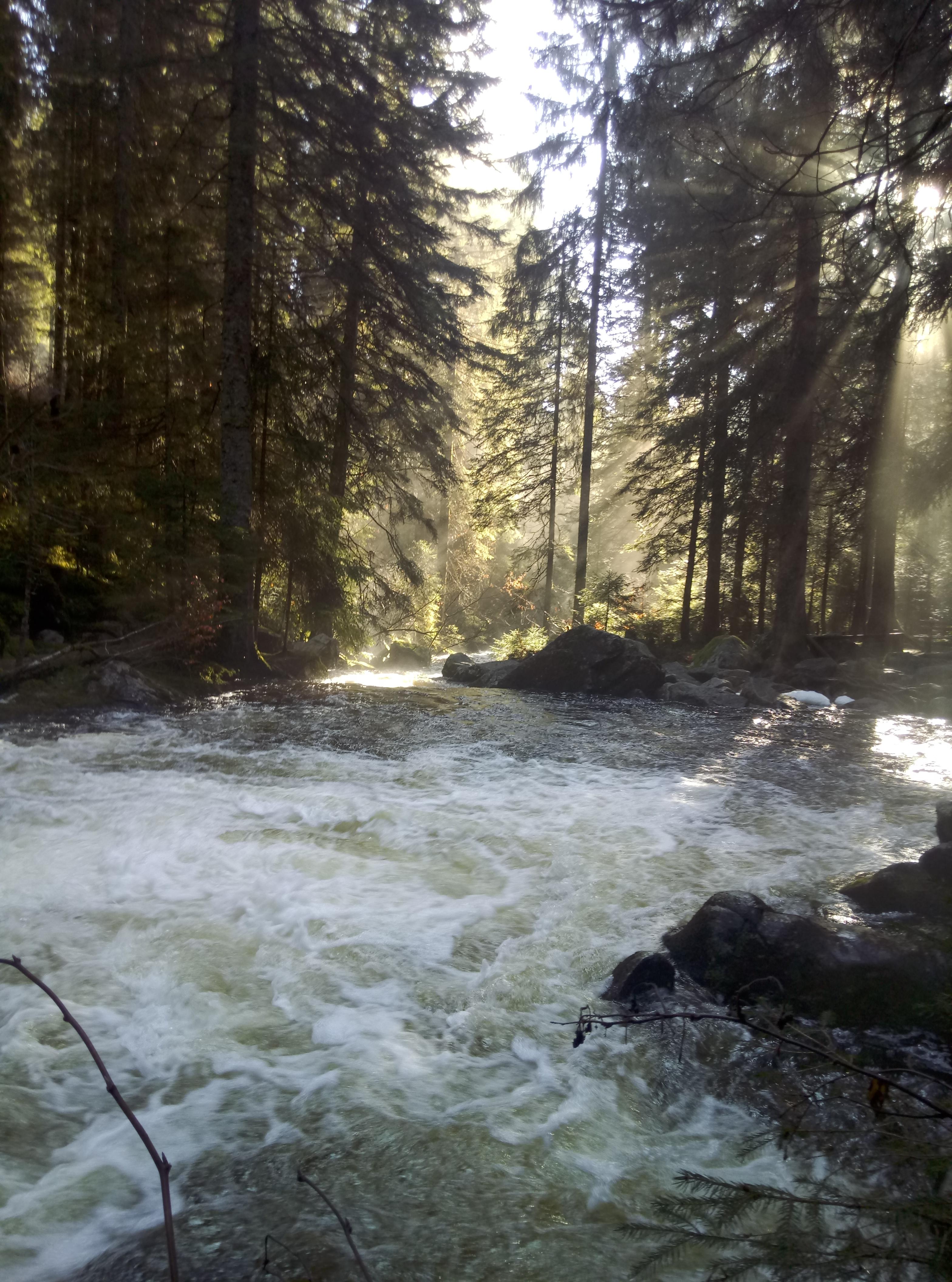 Southern Black Forest (Germany) stream after plenty of rain. No snow this winter so far ...