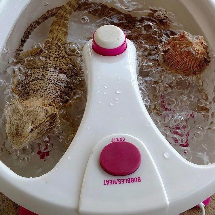 "Spa day" X posted in /r/aww | Scrolller