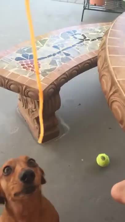 Spaghetti! (xpost /r/animalsbeingderps) | Scrolller
